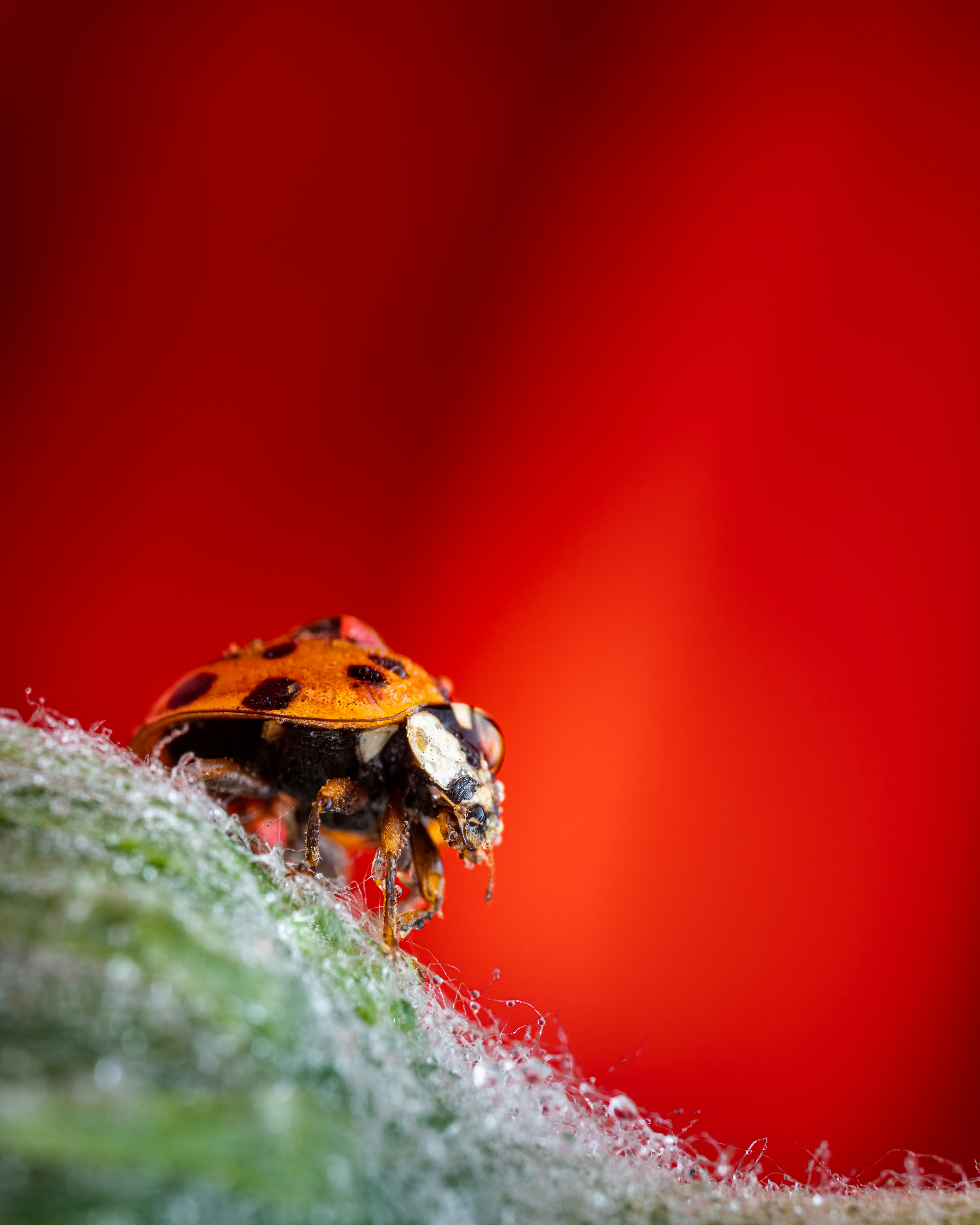 Une coccinelle sur un rocher photo – Photo Rouge Gratuite sur Unsplash