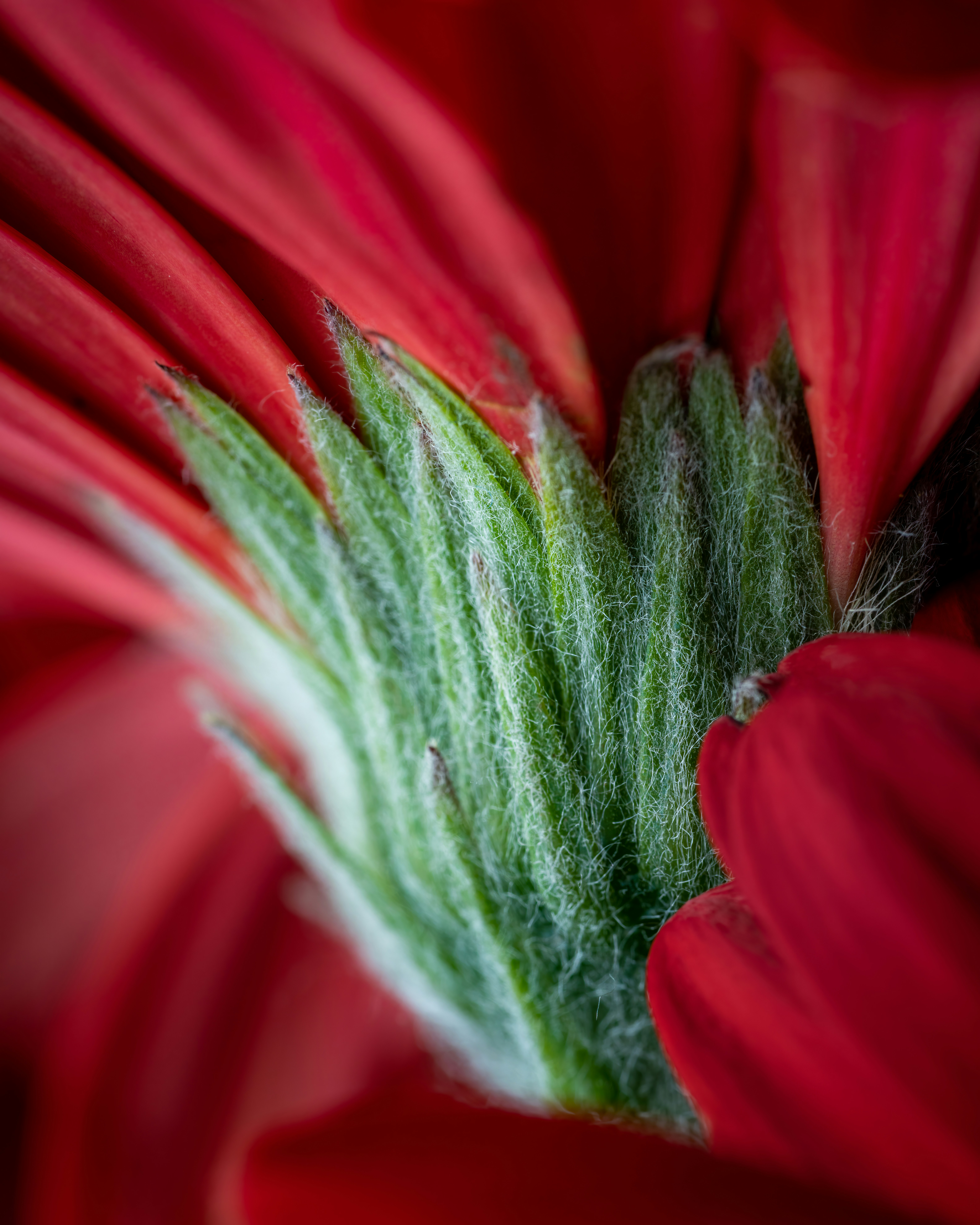 a close up of a flower