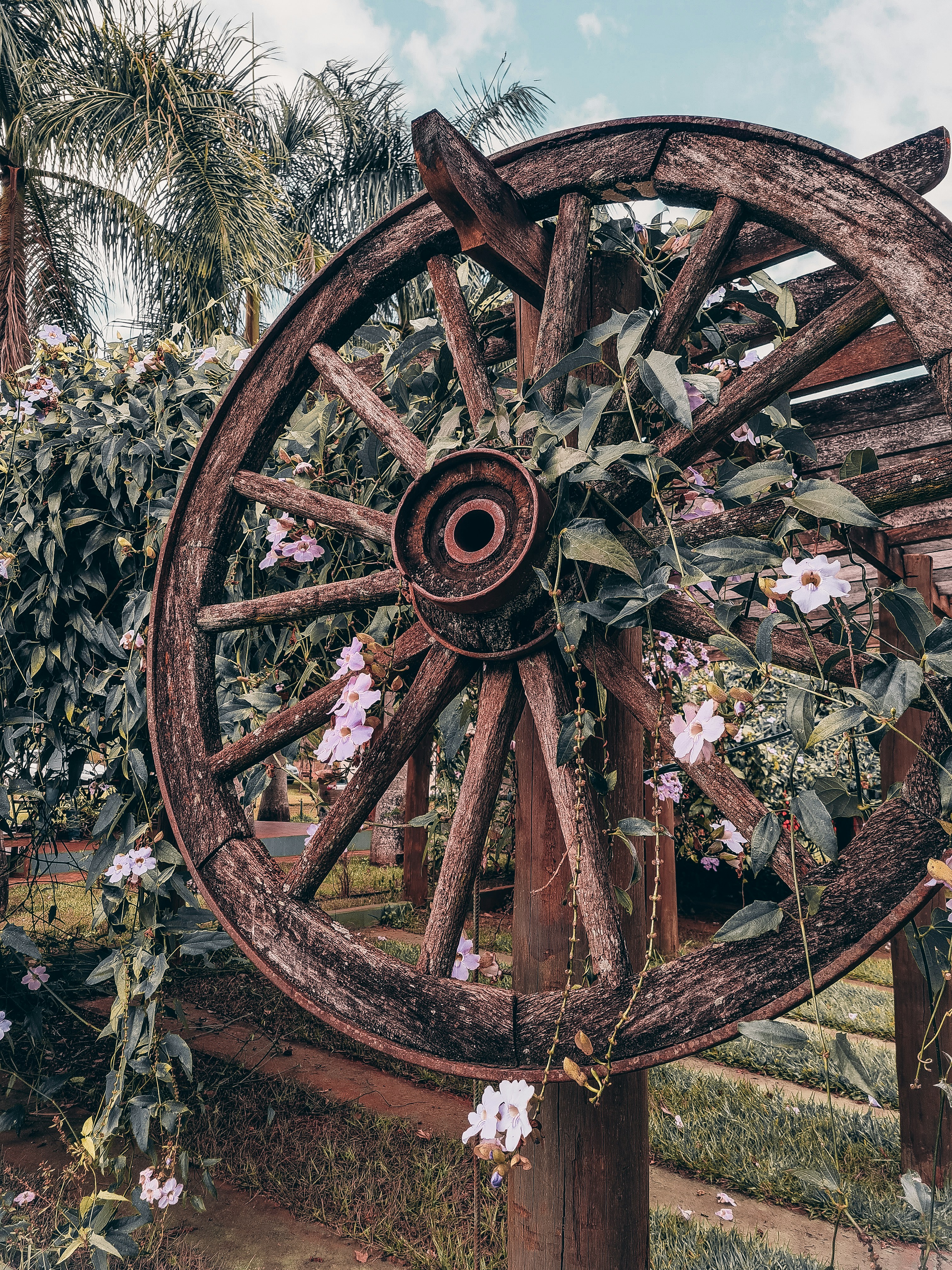 Rust and Roses: An Old Wheel Quietly Entwined with Vines