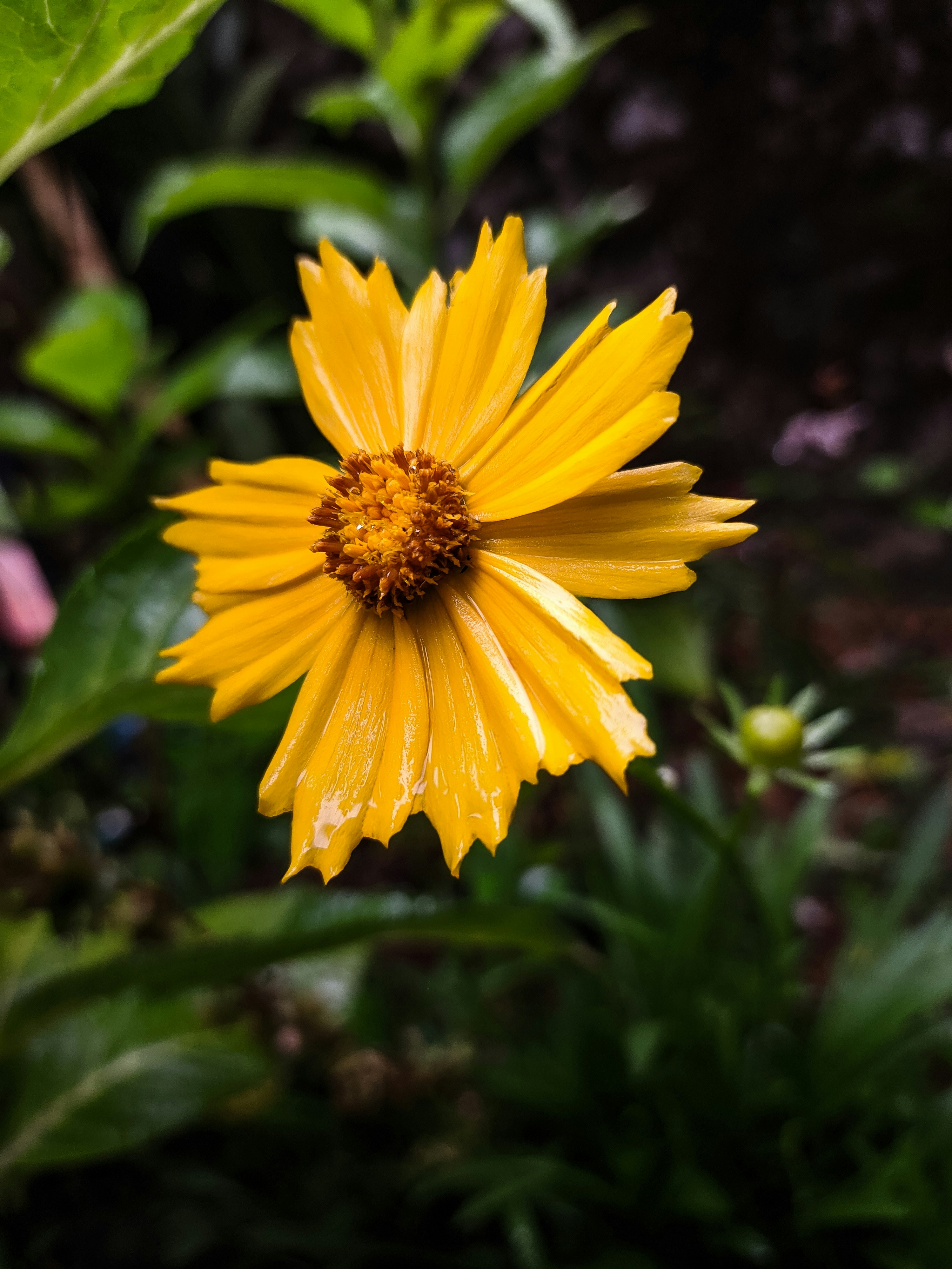 Foto Una flor amarilla con hojas verdes – Imagen Fondo amarillo gratis ...