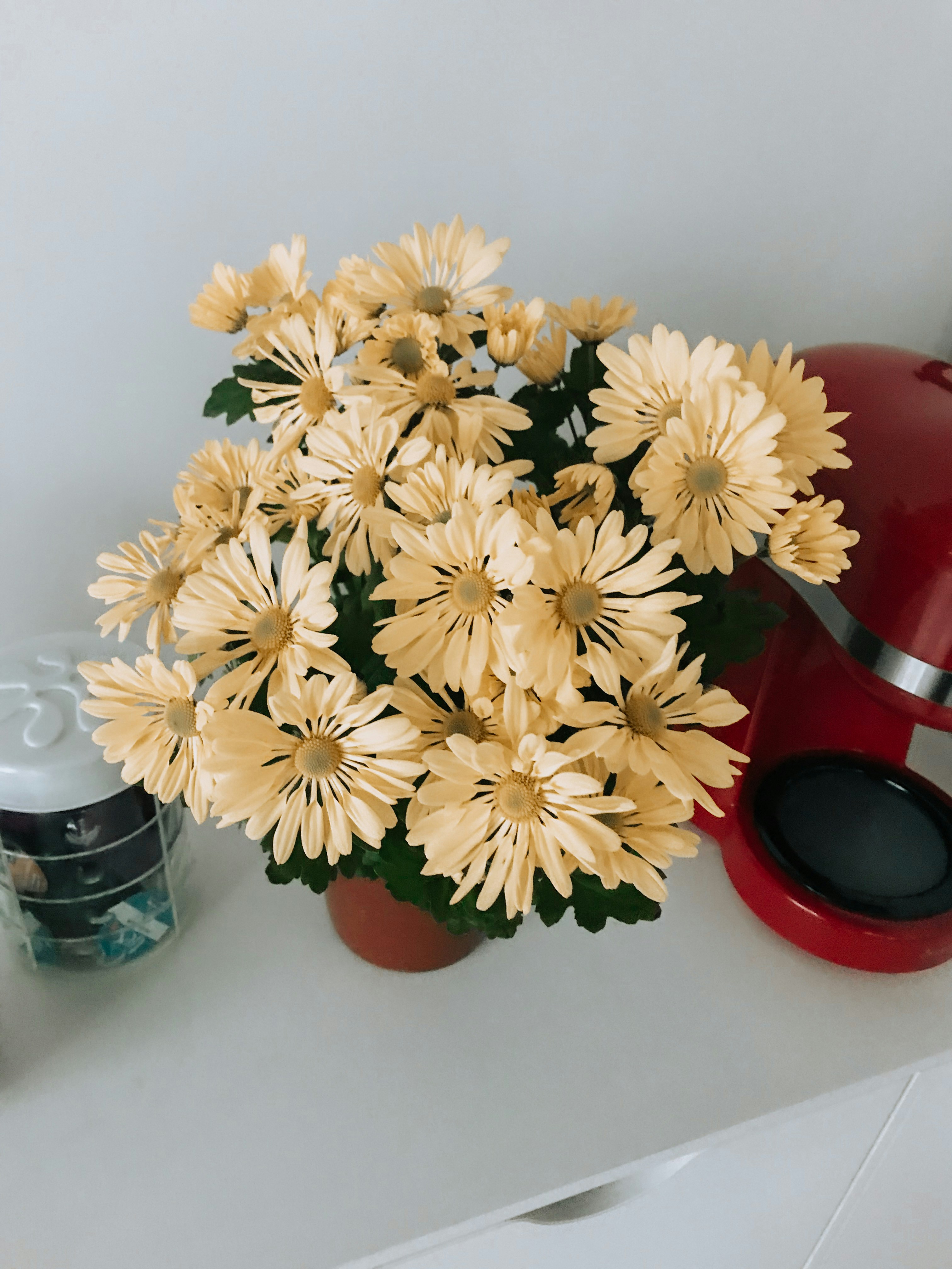 a vase of white flowers