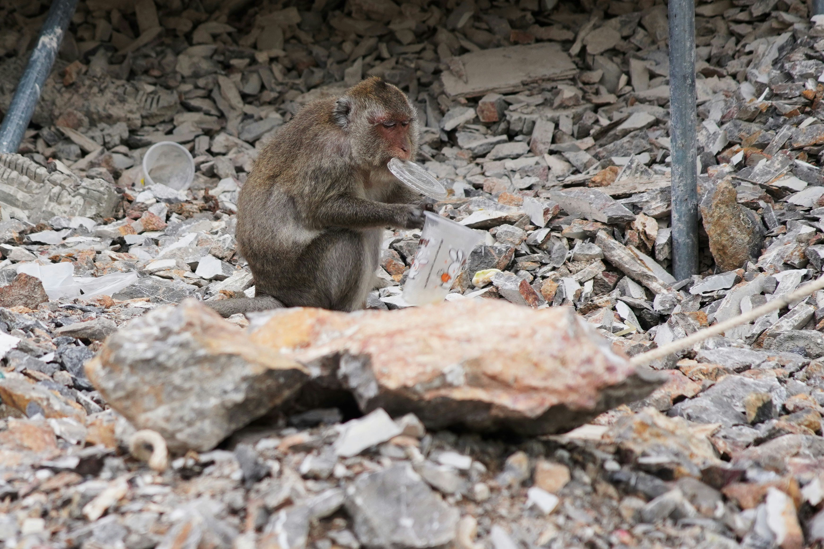 A monkey scavenging through debris, showcasing adaptability in a fragmented environment.