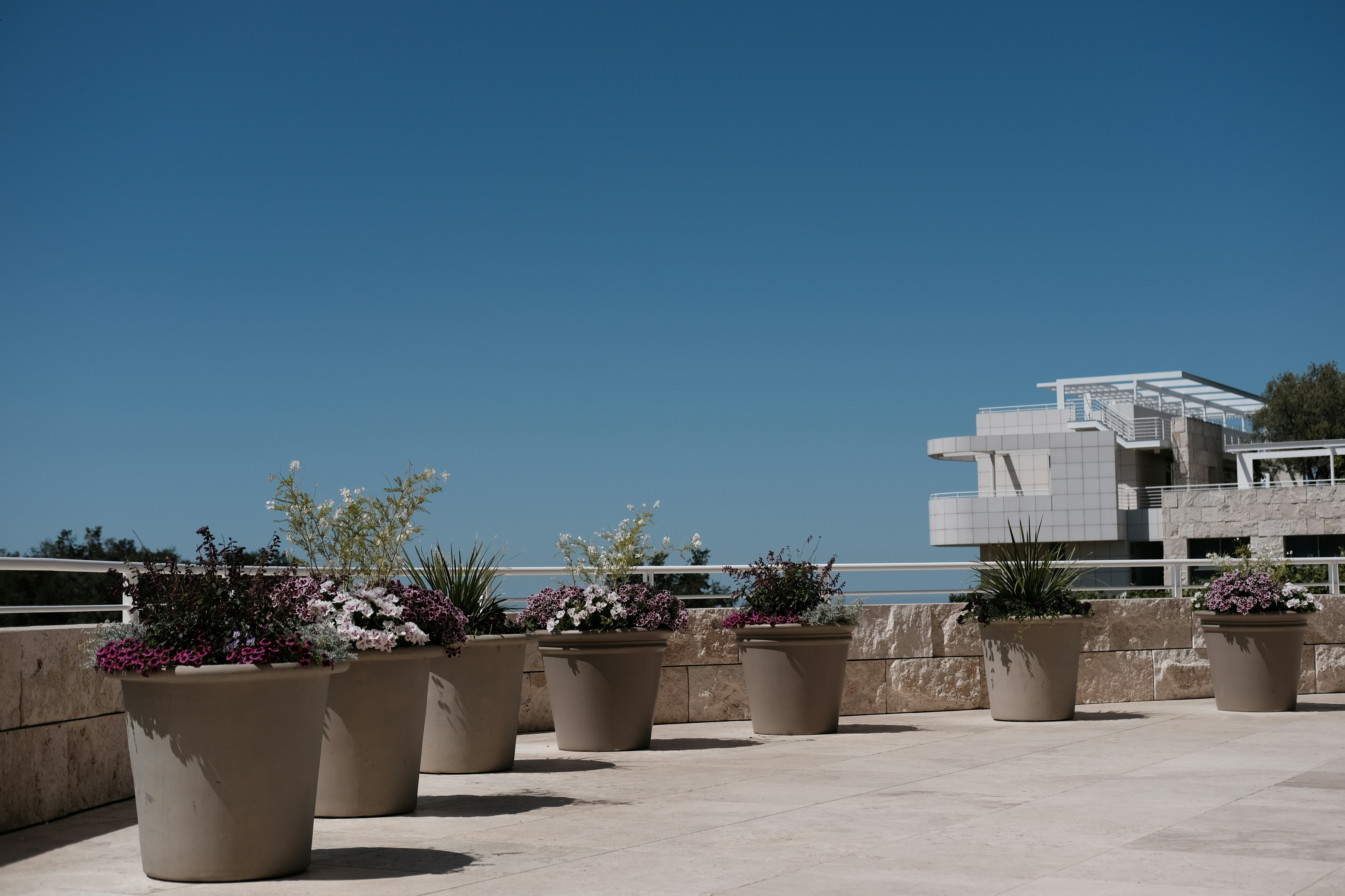 Row of potted blooms on a sunlit terrace under a cobalt sky