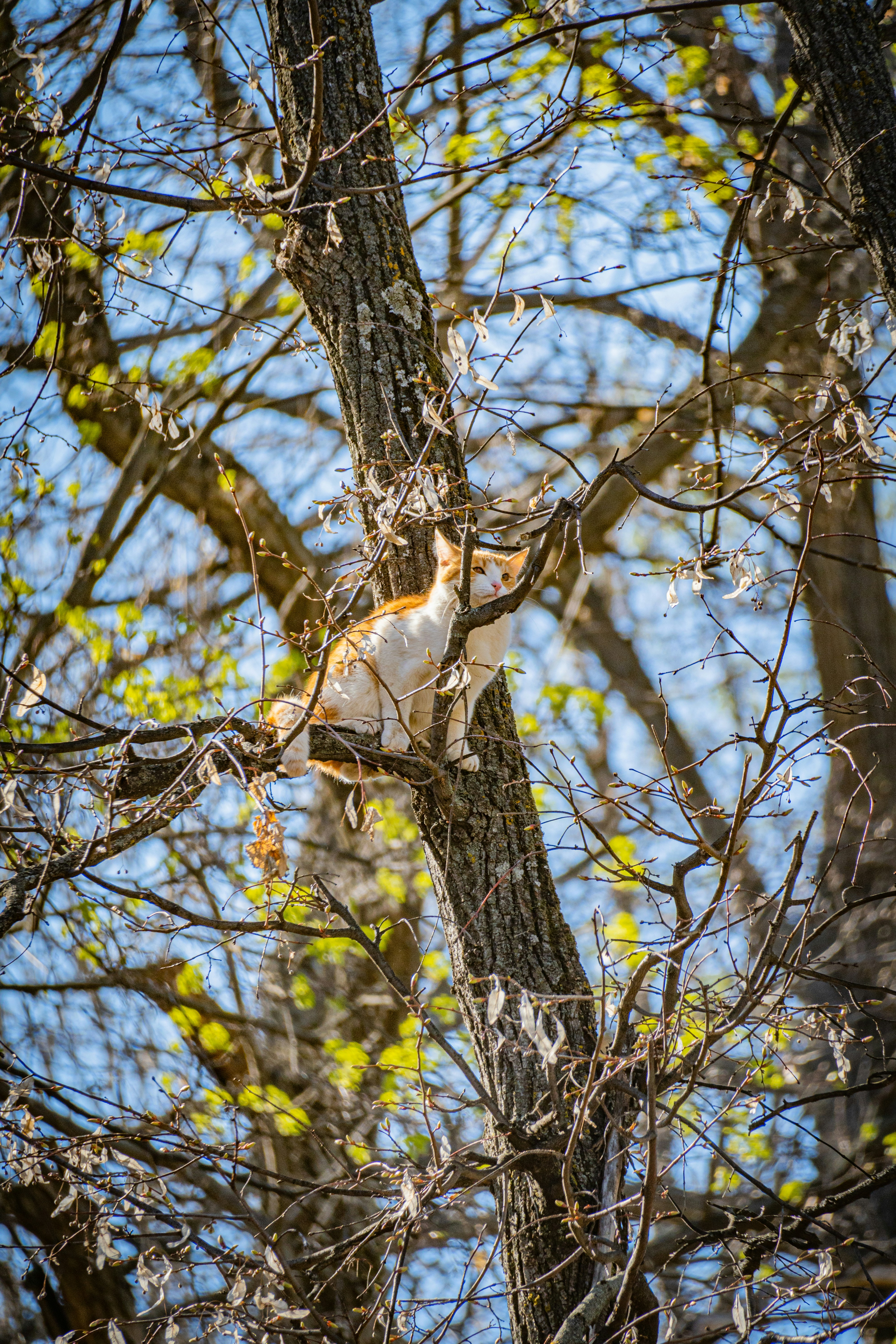 Sunlit Sleep: Cat Napping High in a Winter Orchard
