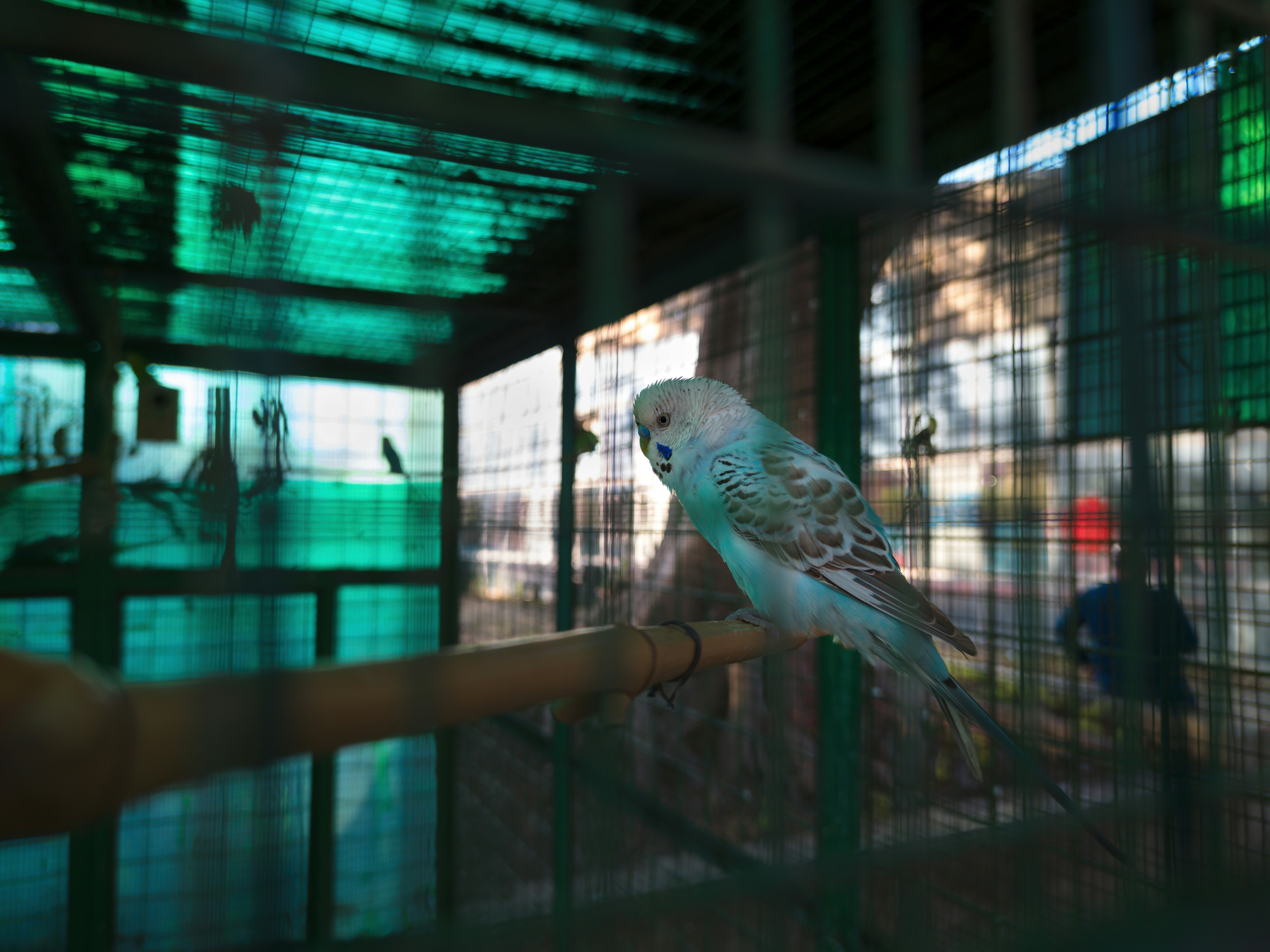White parrot with blue markings perched on a railing inside a green-tinted birdcage.