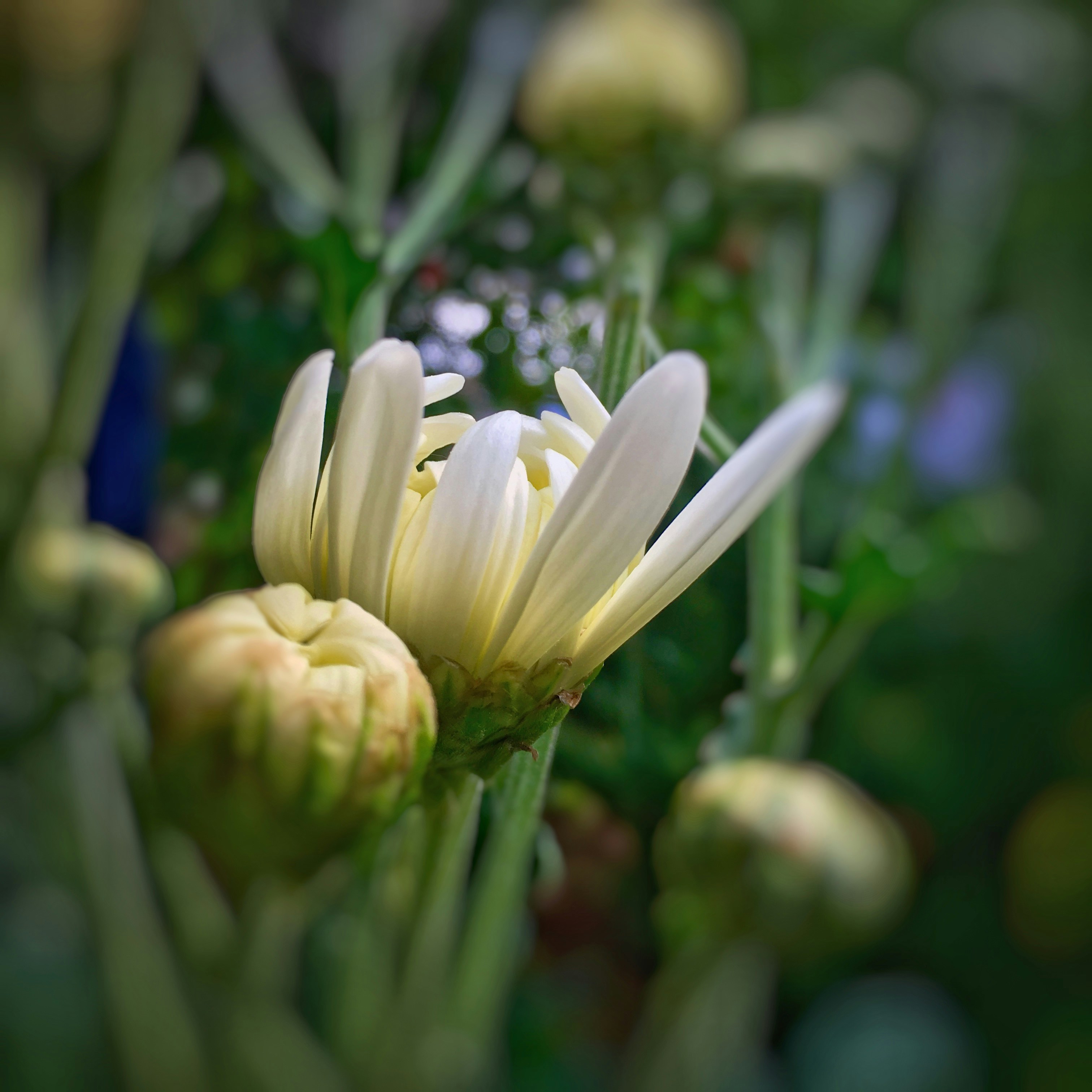 Petal Whisper: Close-Up of a Pale Chrysanthemum in Velvet Bokeh