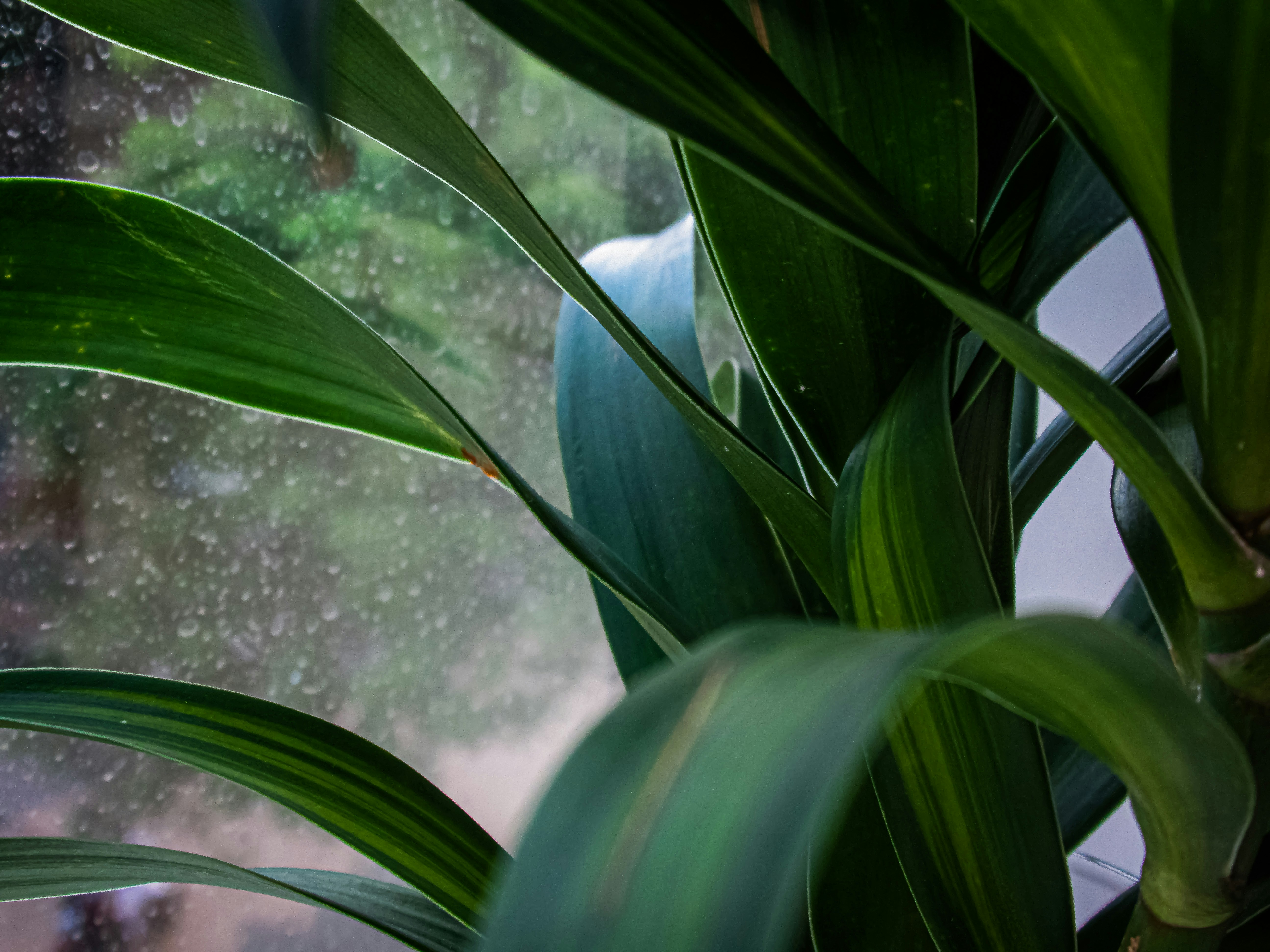 Emerald Fronds Framing a Rain-Speckled Window