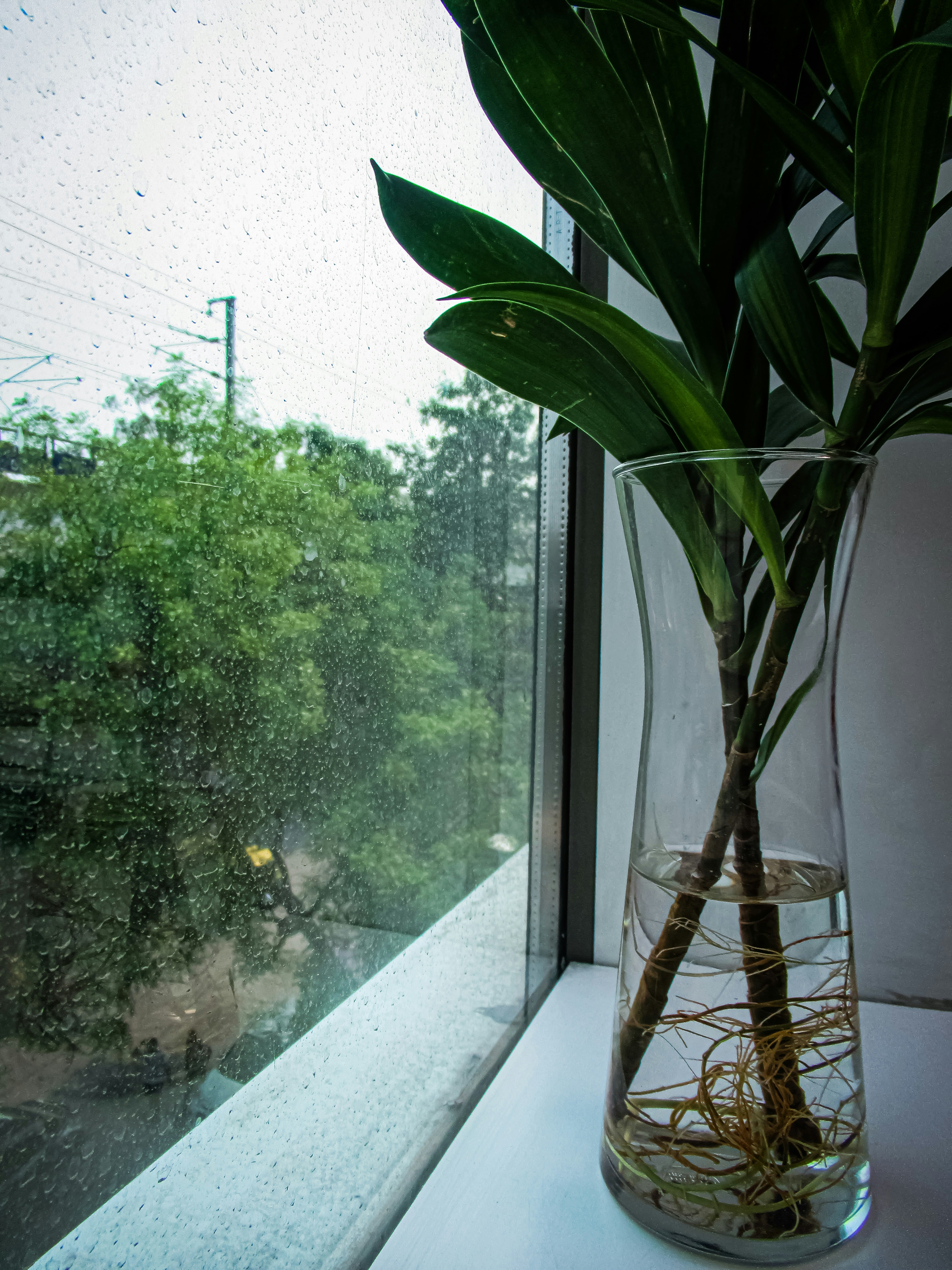 Tall leafy plant in a clear glass vase sits on a bright windowsill, with rain beads on the pane creating a softly blurred outdoor background.