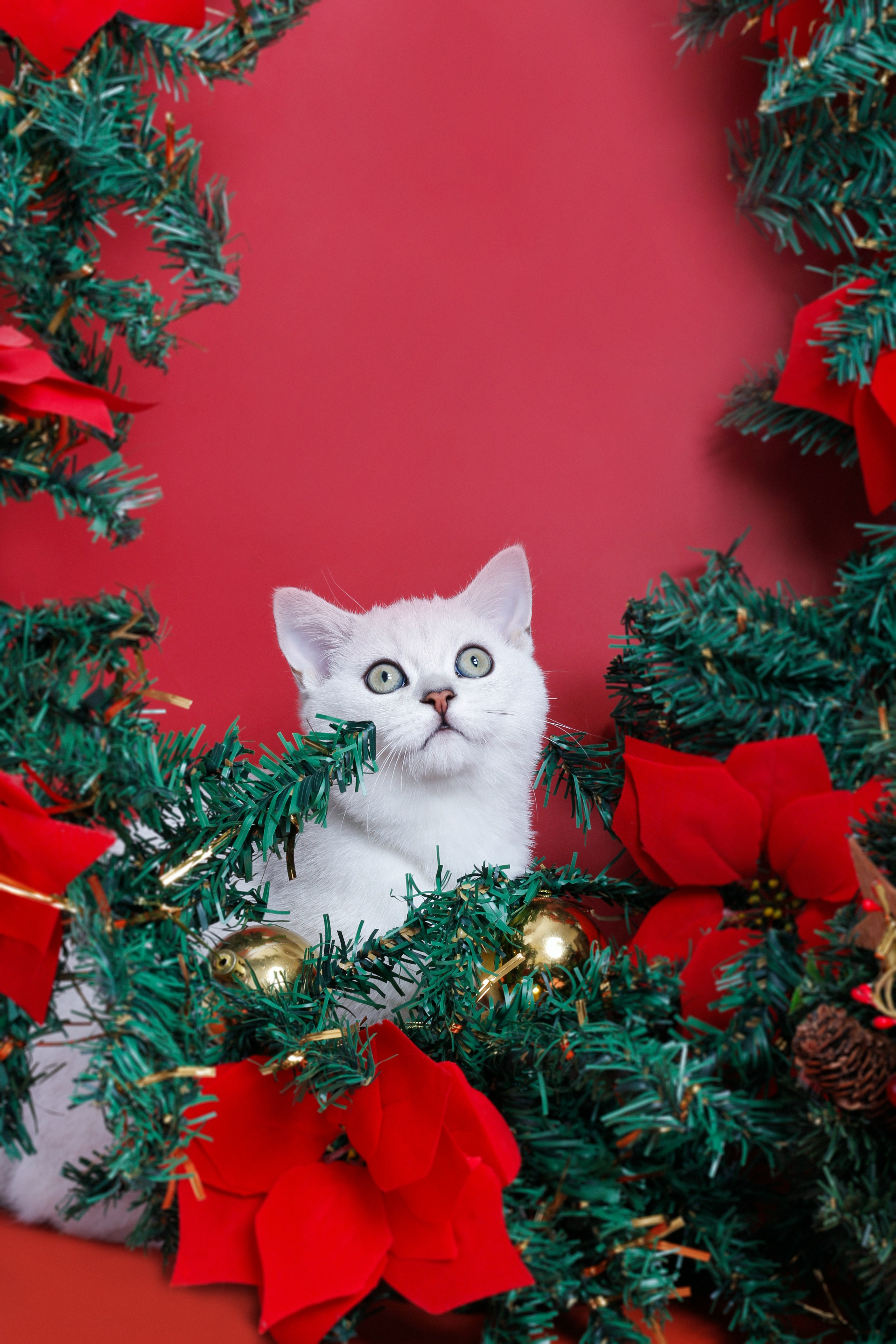 A cat in a christmas tree photo – Free Cat Image on Unsplash