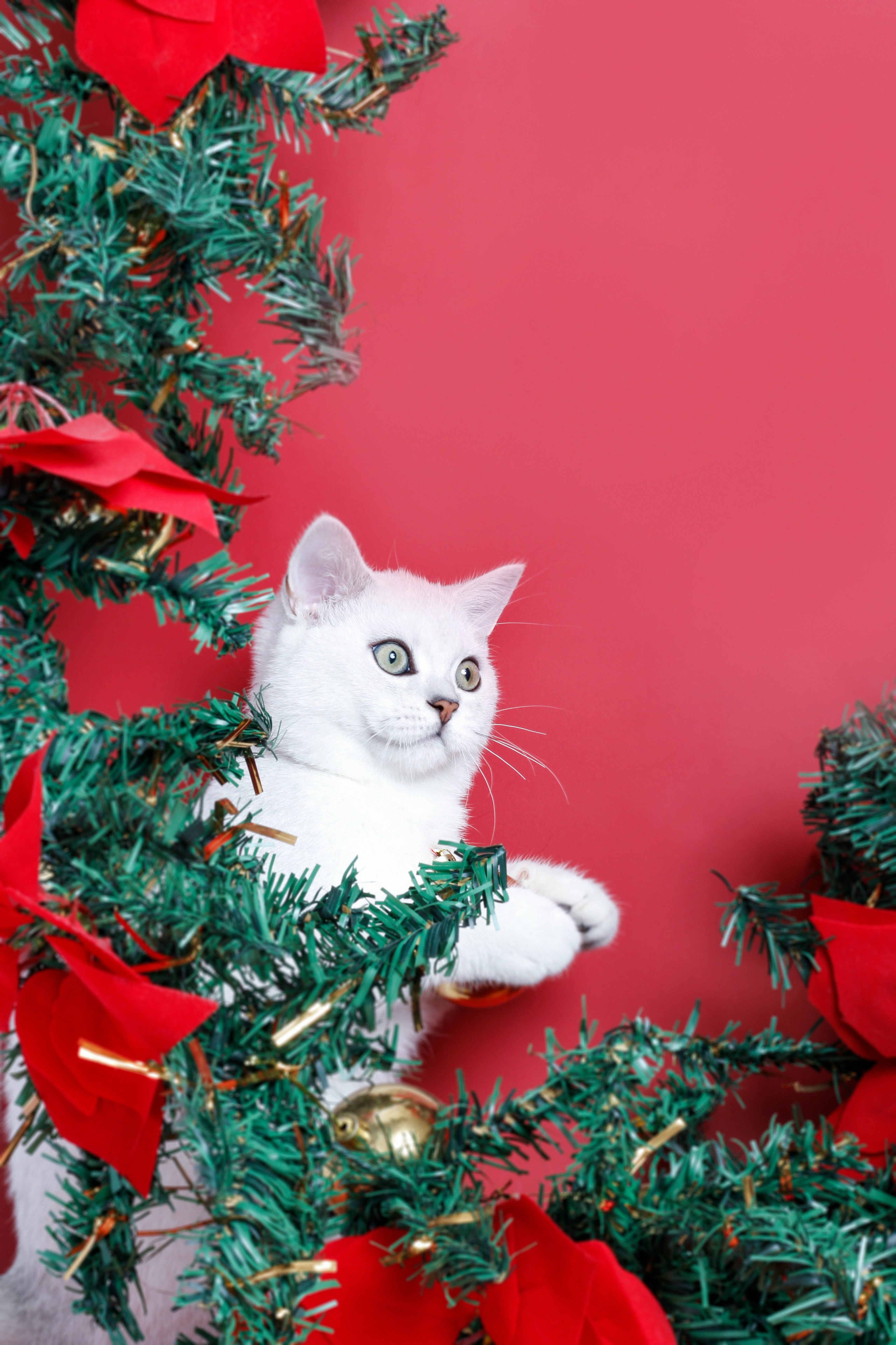 A cat sitting on a christmas tree photo – Free Red Image on Unsplash