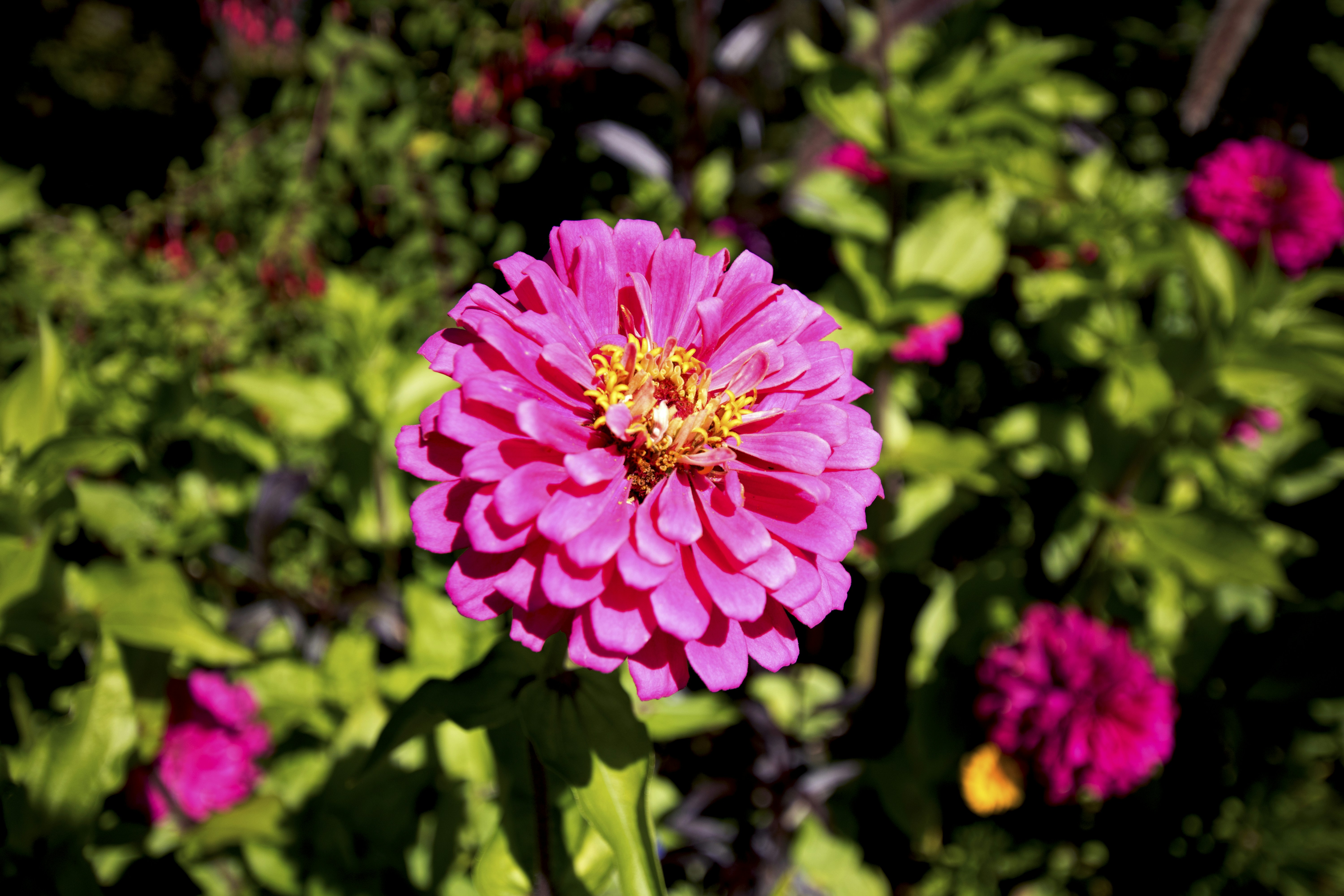 Close-up photograph of a vivid pink zinnia with a yellow center, set against a softly blurred garden background.