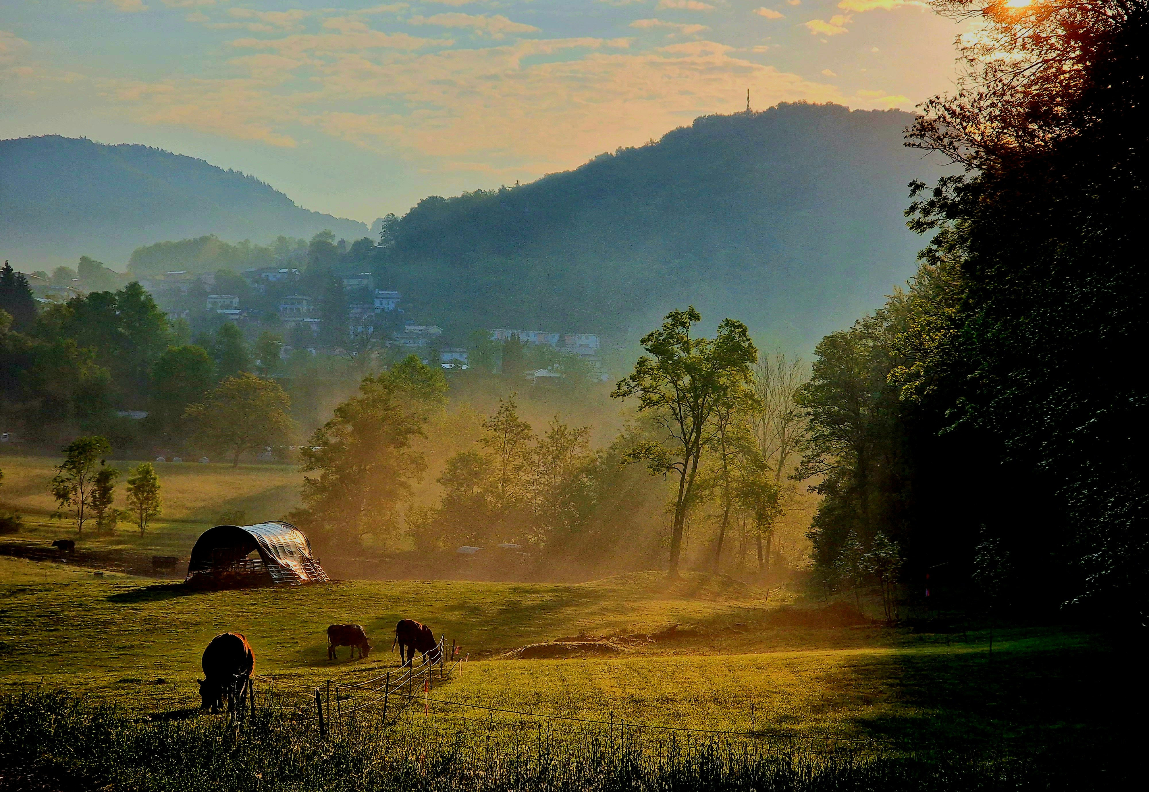 Dawn Over the Misty Valley: Cows, Shelter, and Quiet Light