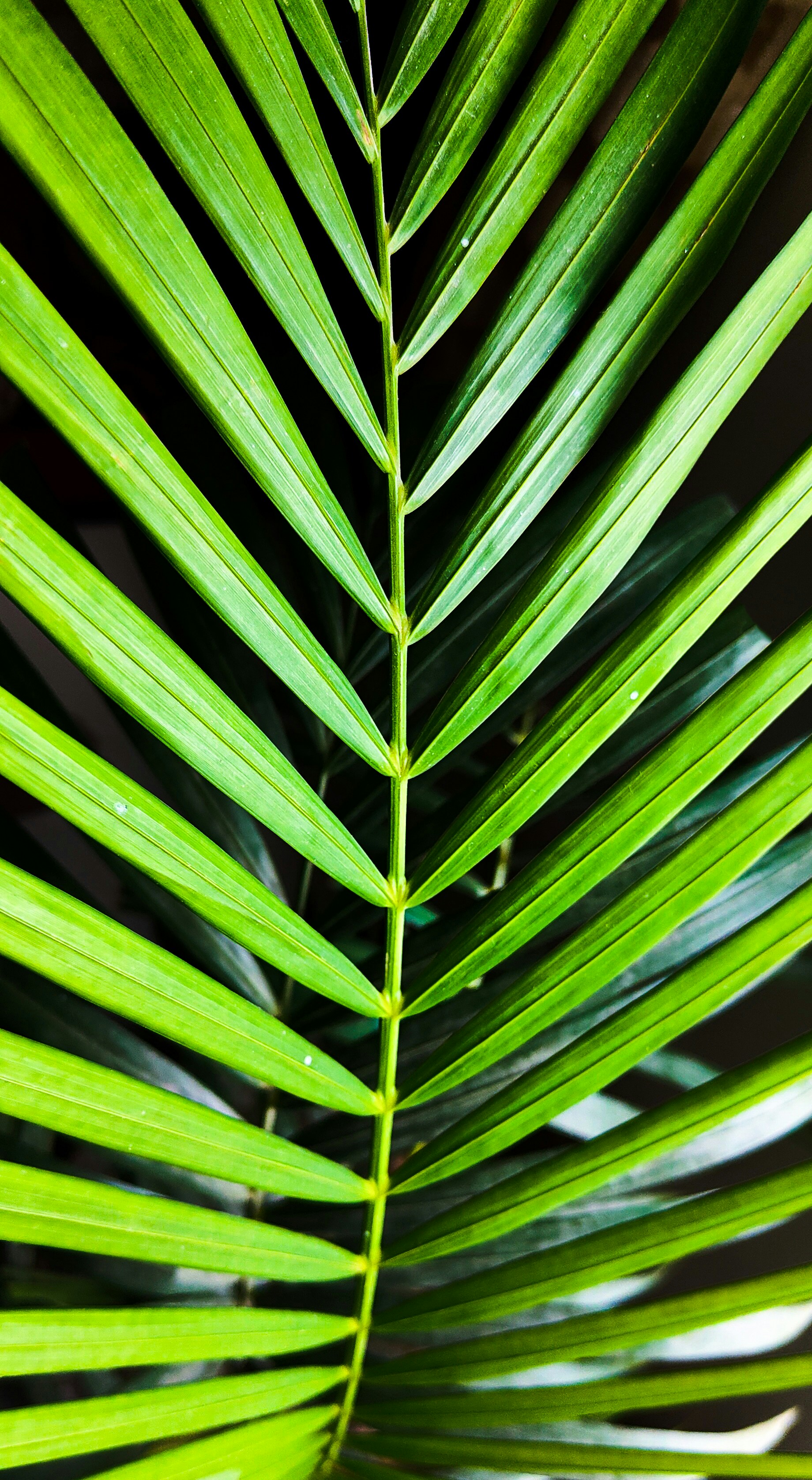Close-up of a palm leaf showcasing the intricate patterns and vibrant hues of green. The composition highlights the natural symmetry and texture of the leaf.