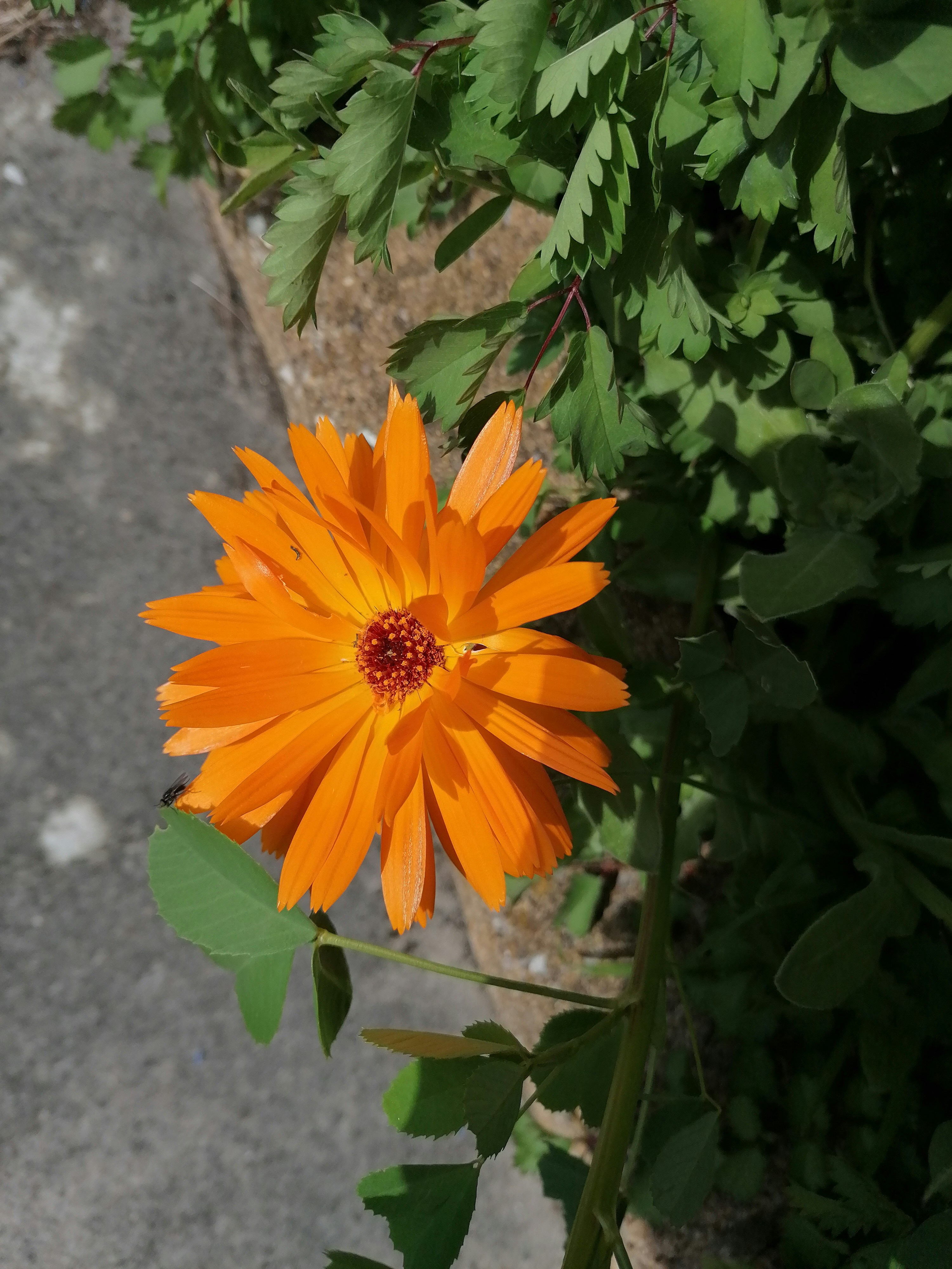 Bright orange flower blooming amidst lush green foliage, showcasing nature's vivid colors and textures.
