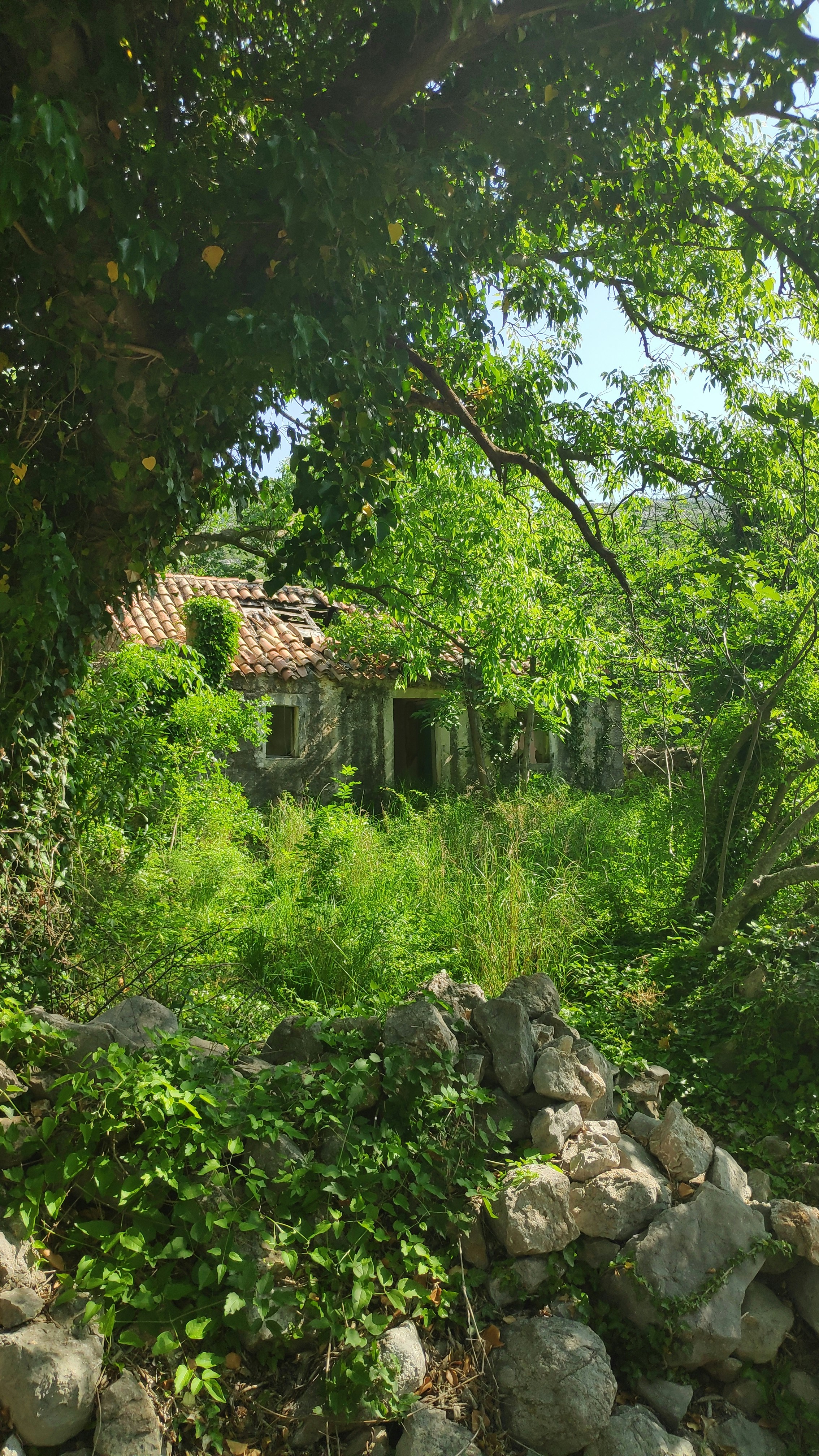 Overgrown ruins of a stone cottage enveloped in lush greenery, hinting at nature's reclamation of the space.
