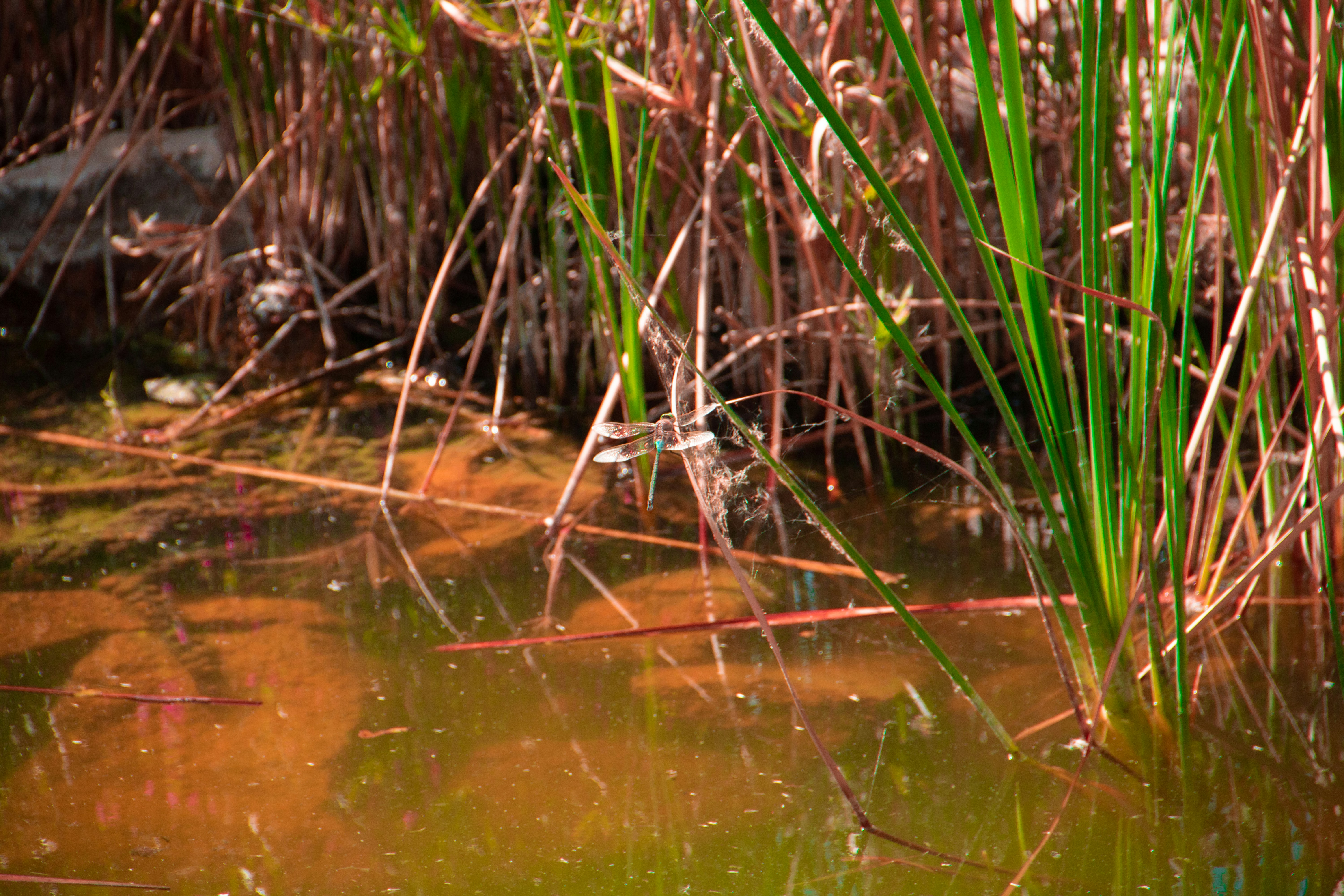 A swamp with tall grass photo – Free Summer camp Image on Unsplash