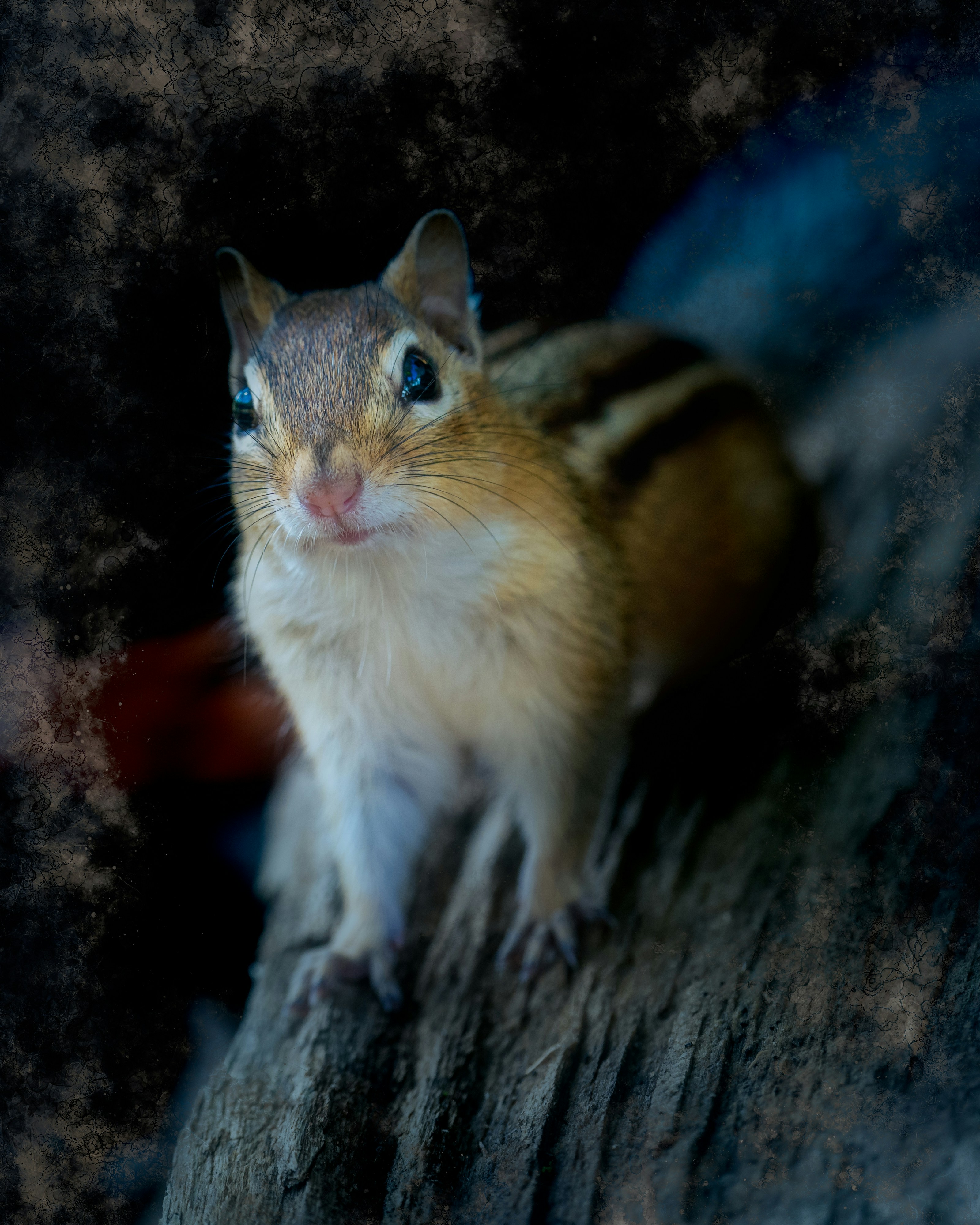 Curious Ground Squirrel Perched on Weathered Wood
