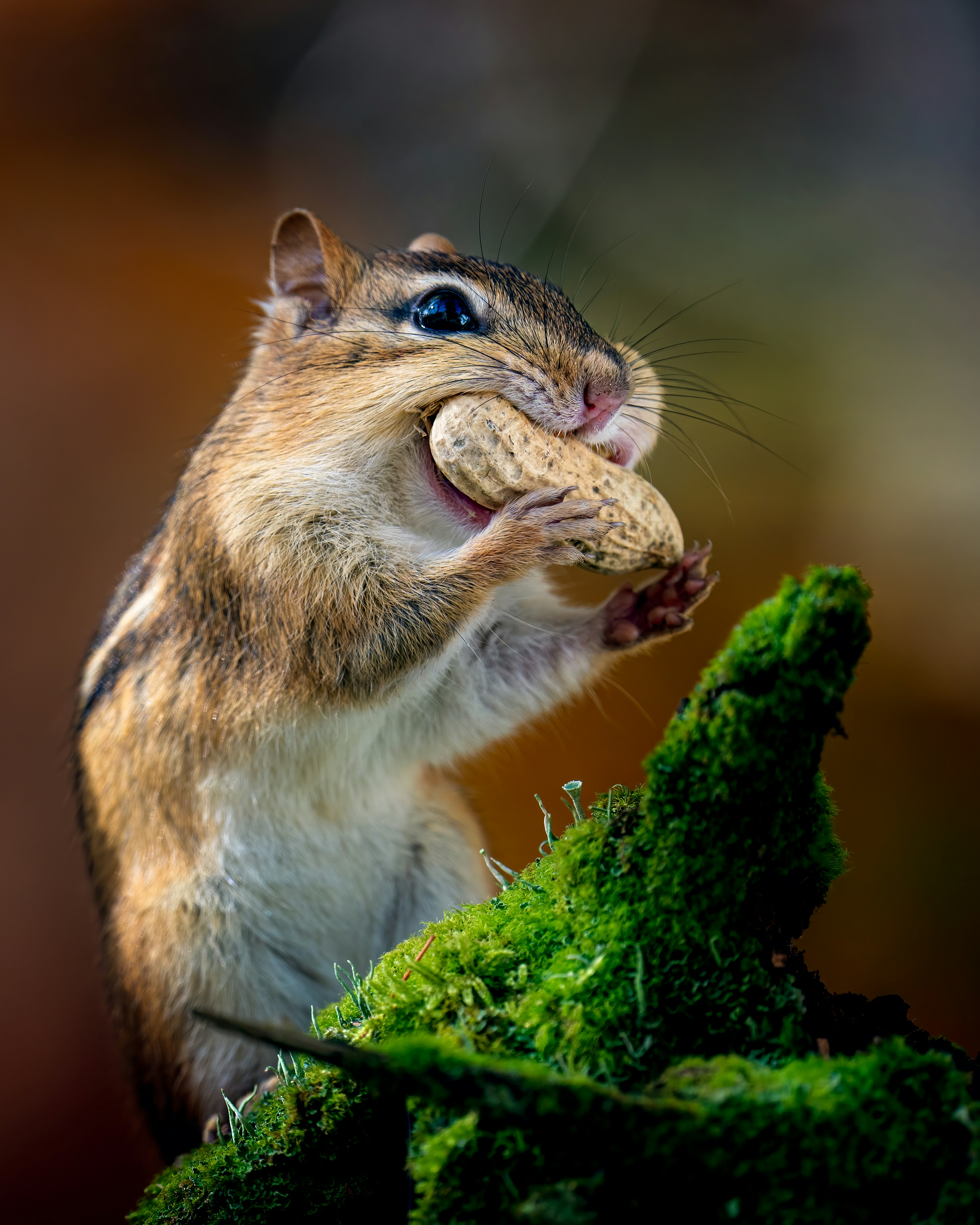 A chipmunk joyfully munching on a peanut while perched atop a mossy surface.