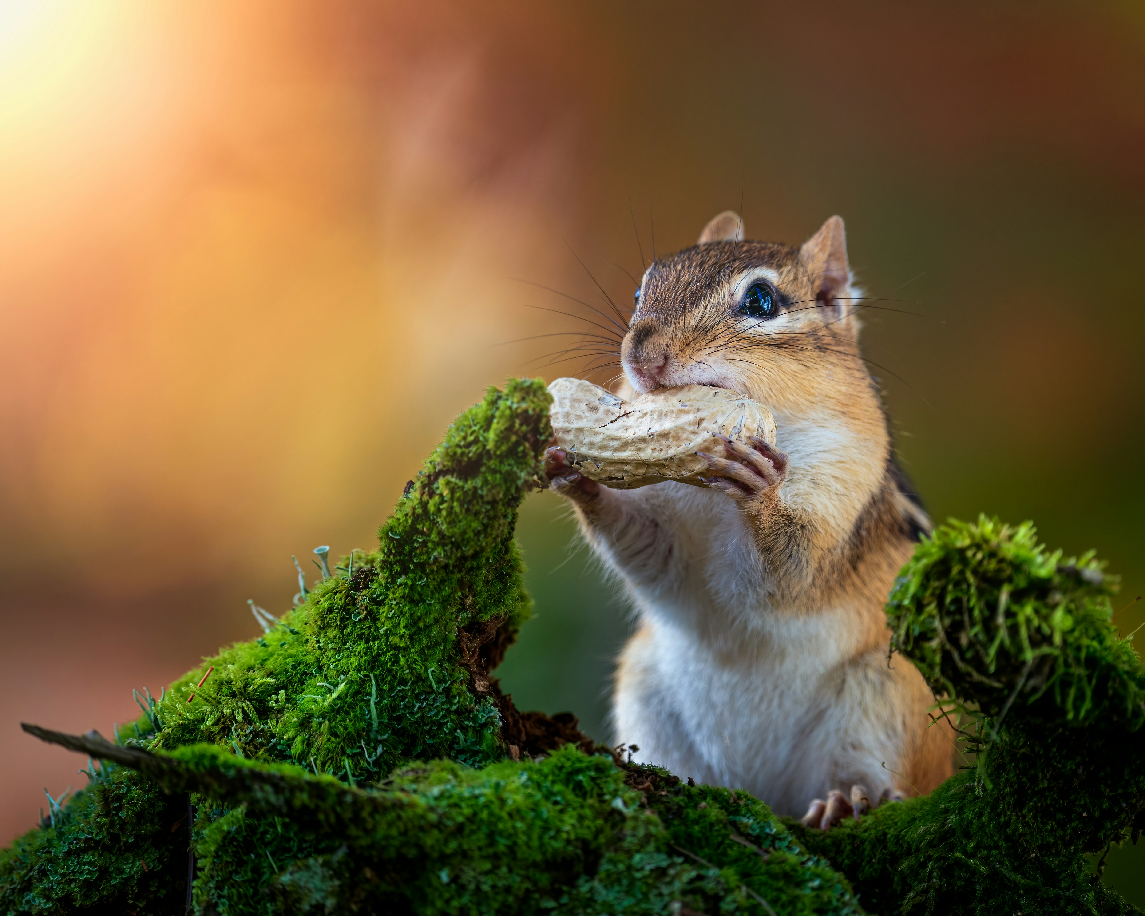 Chipmunk holding a peanut while perched on a moss-covered log, surrounded by a softly blurred natural background.