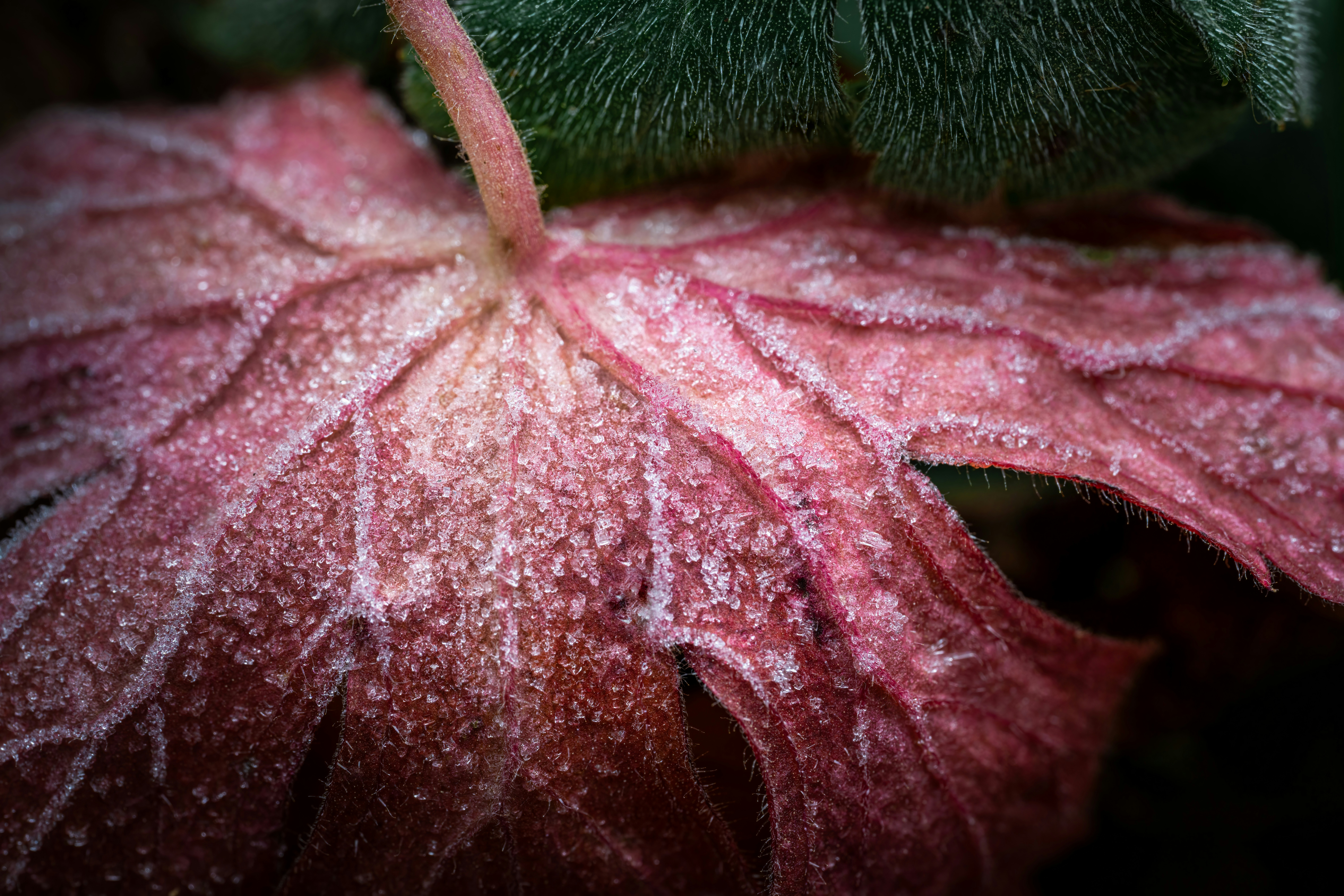 Frosted Veins on a Pink Autumn Leaf