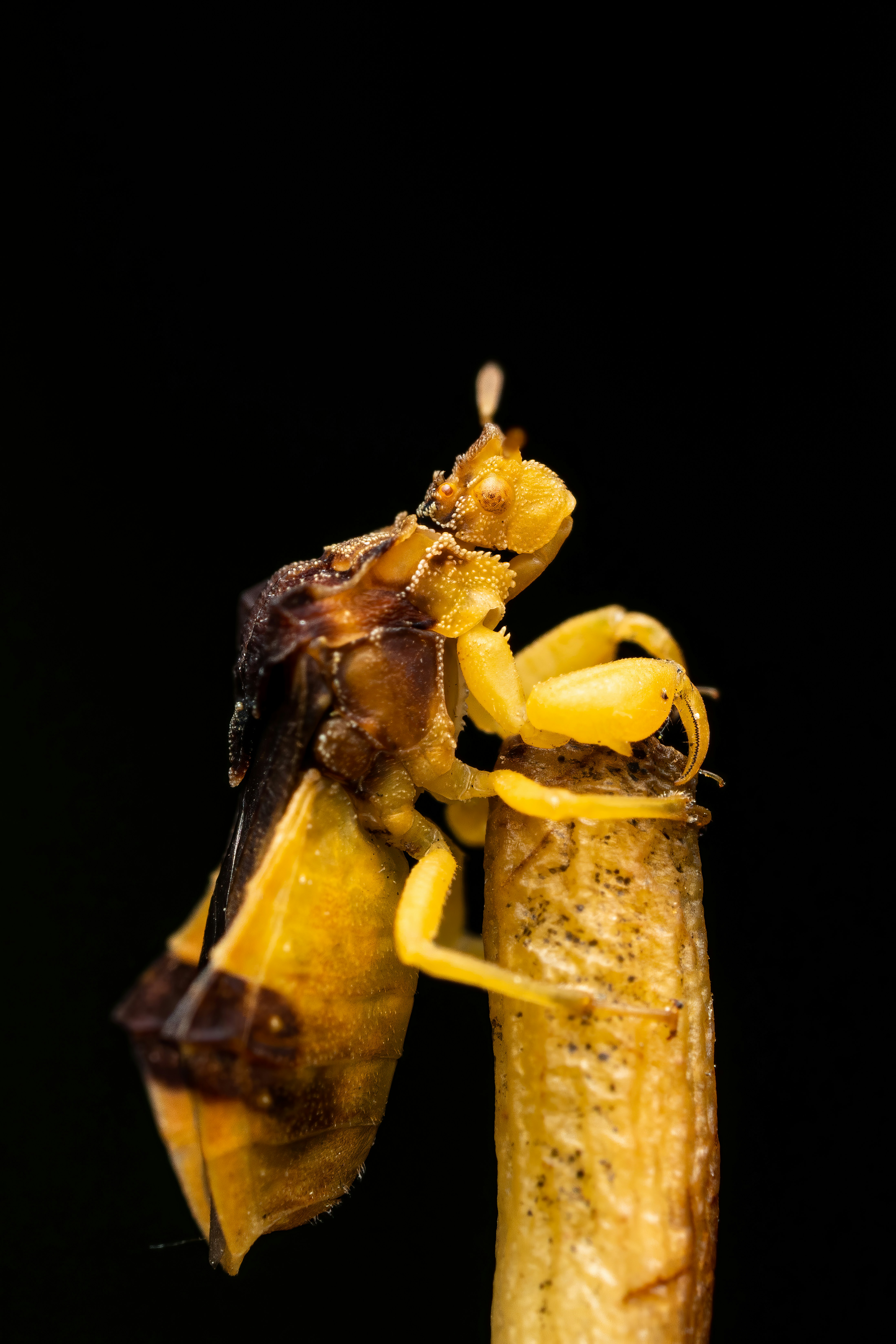 Amber Macro Portrait: A Yellow Insect Clinging to a Stem Against Velvet Black