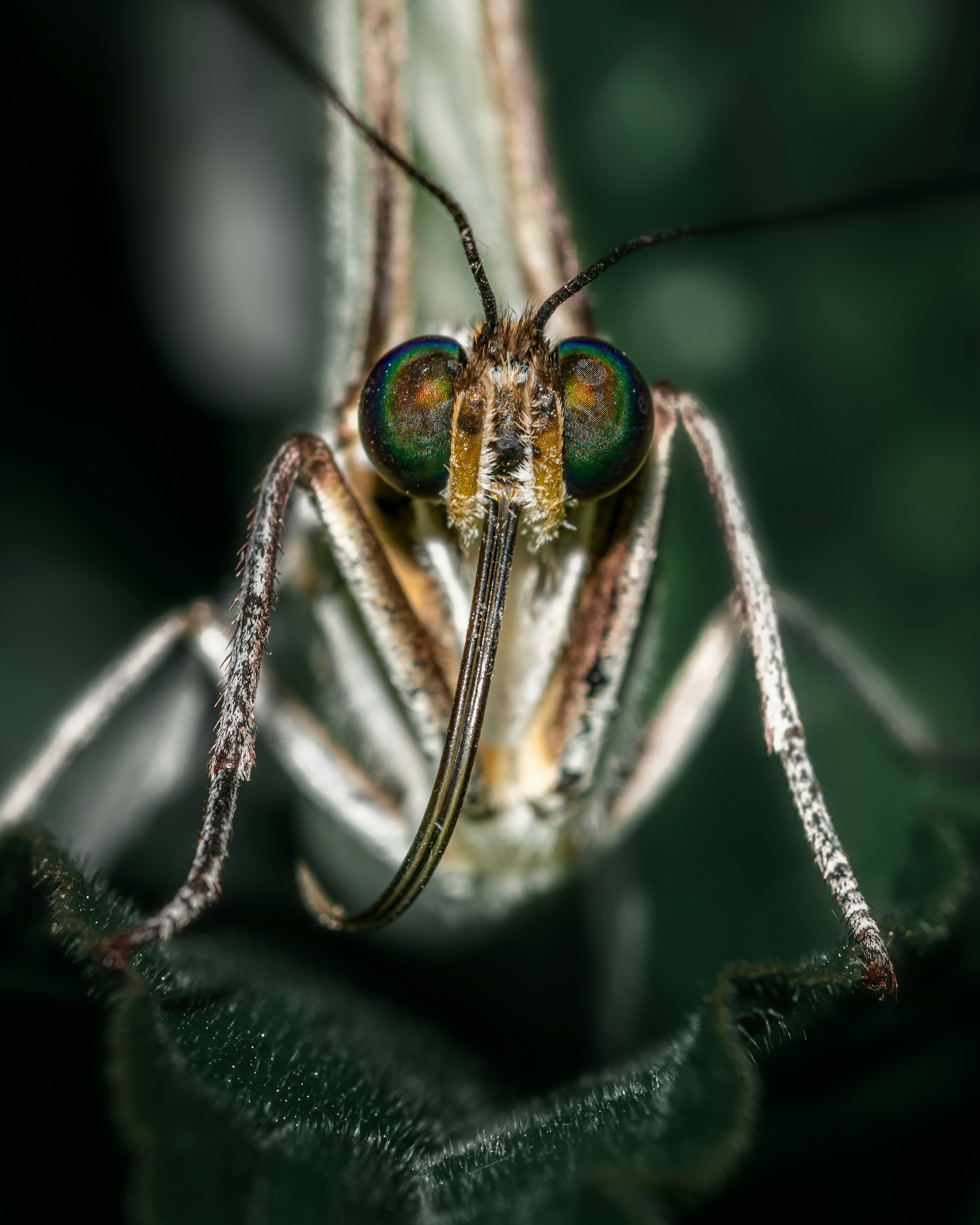 a close up of a bug