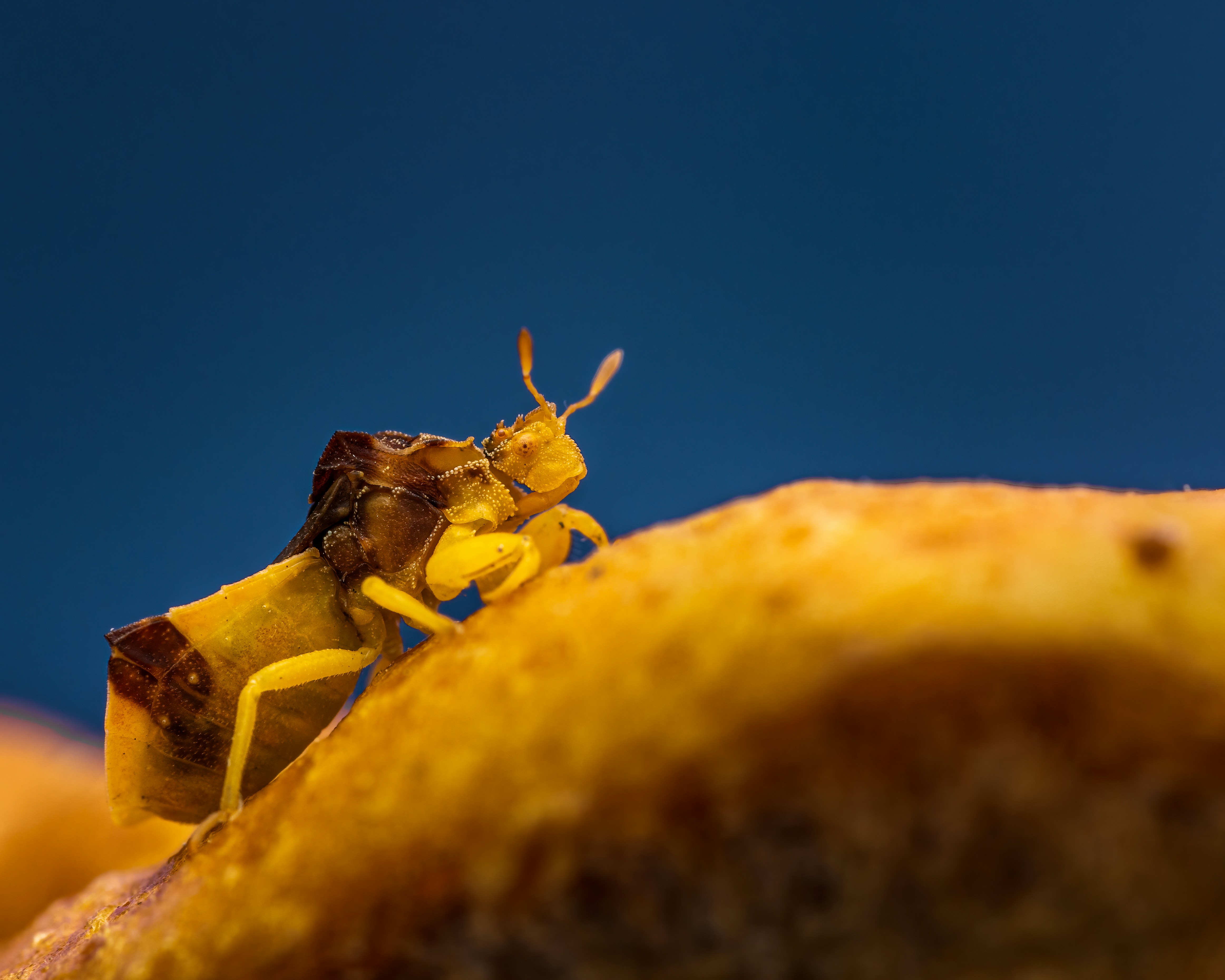 a close up of a bug