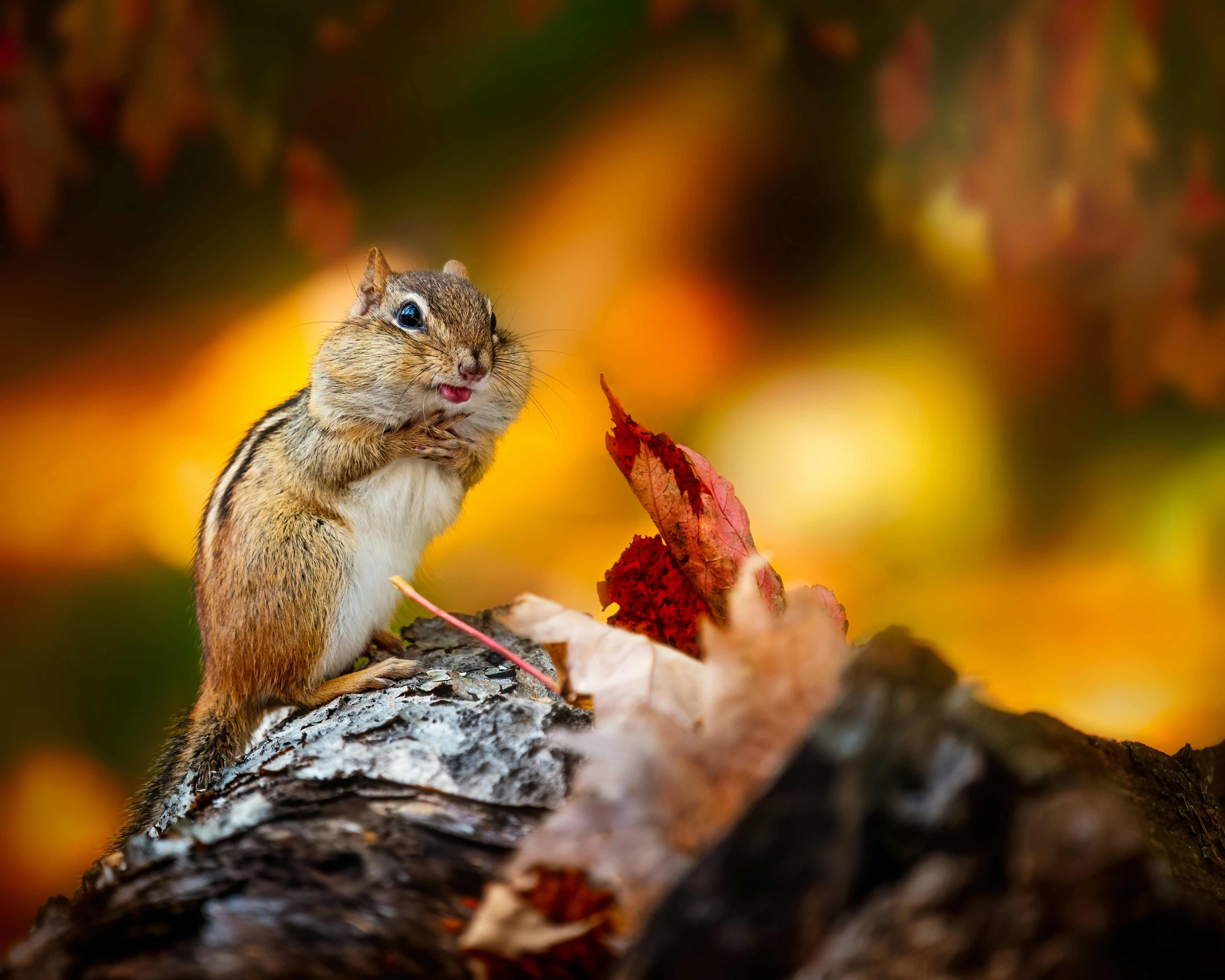 Autumn Whim: A Chipmunk Perches on a Log Amid Golden Foliage