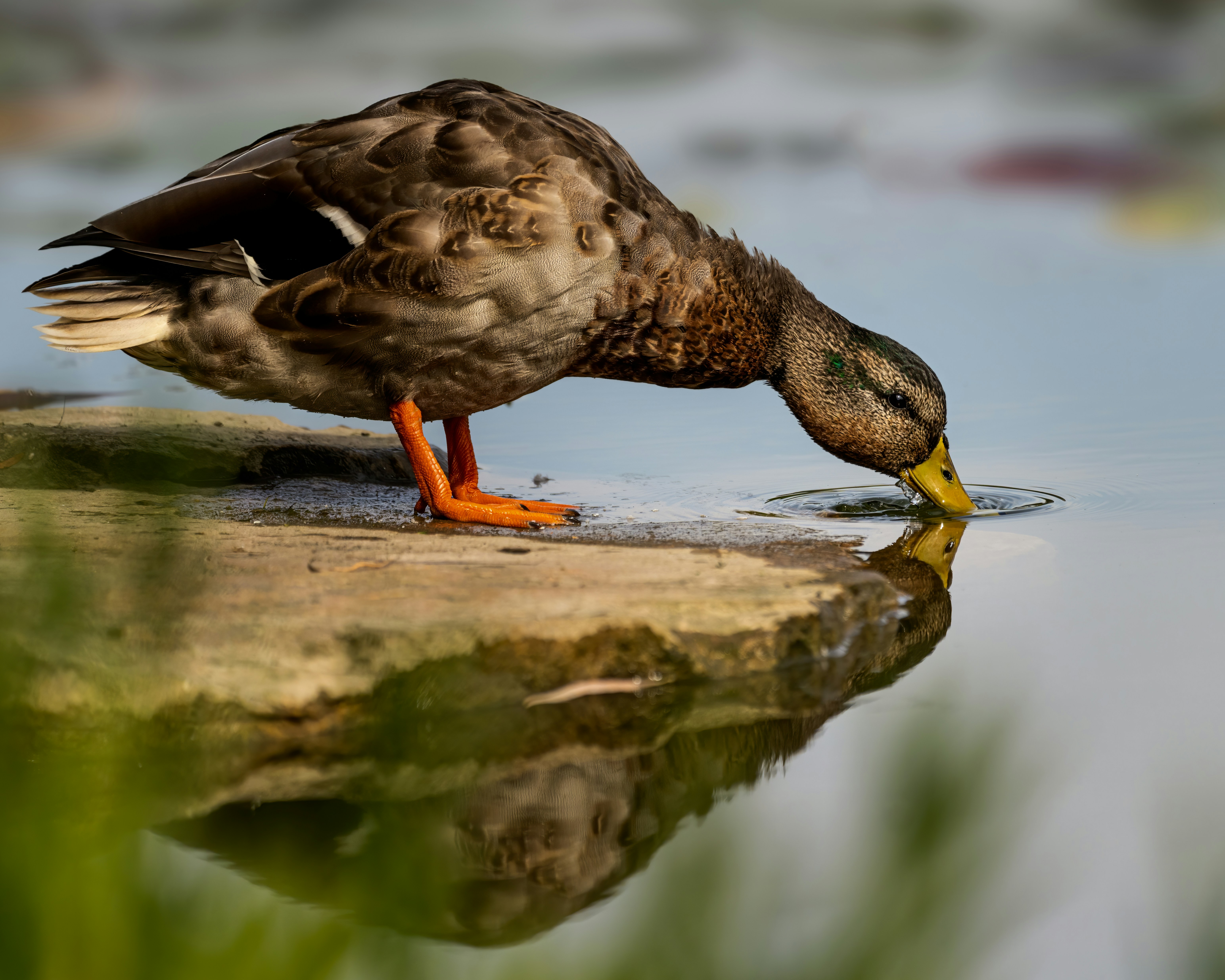 Reflected Focus: A Mallard's Quiet Sip at Waterside