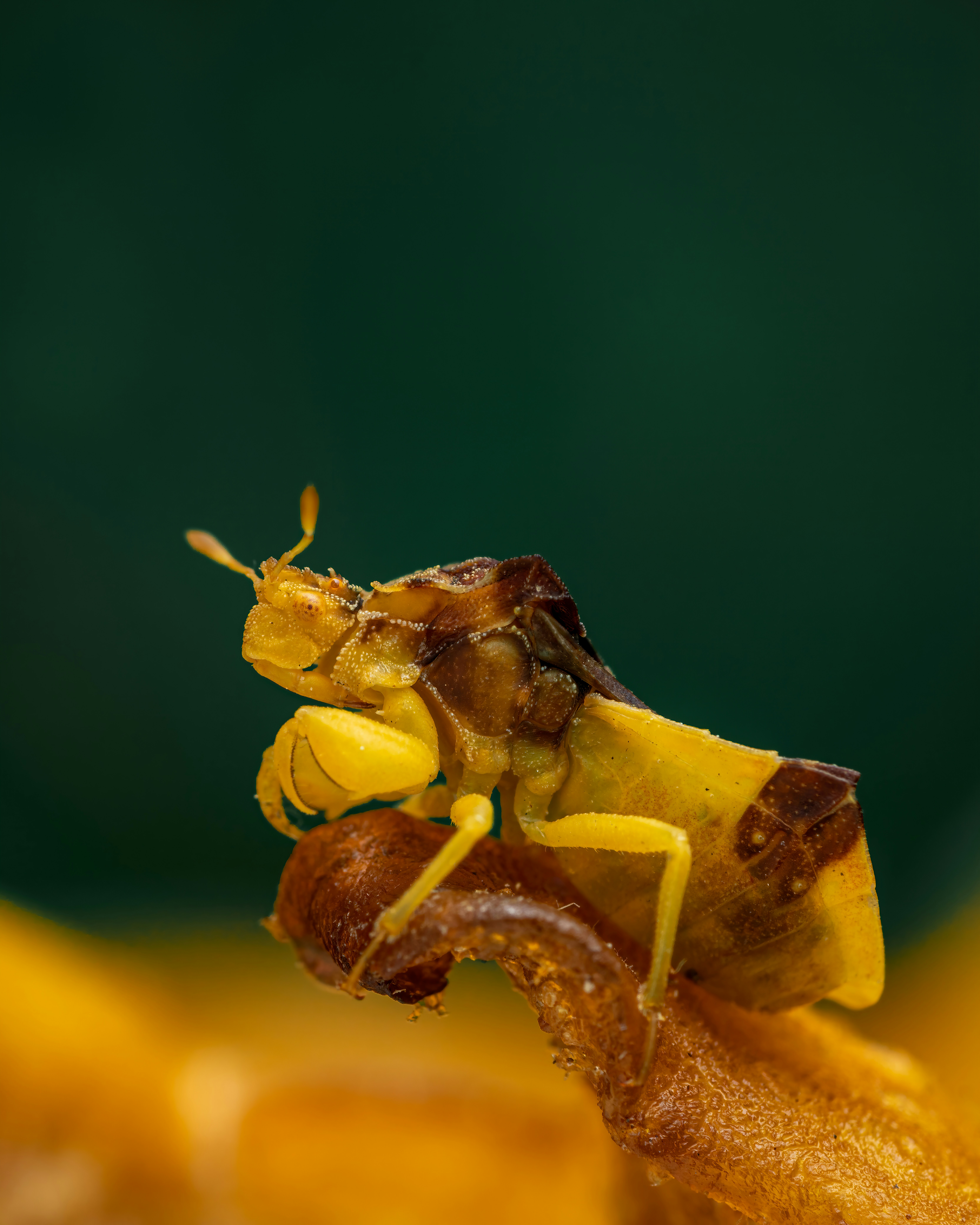 Amber Mantid on a Velvet Green Backdrop
