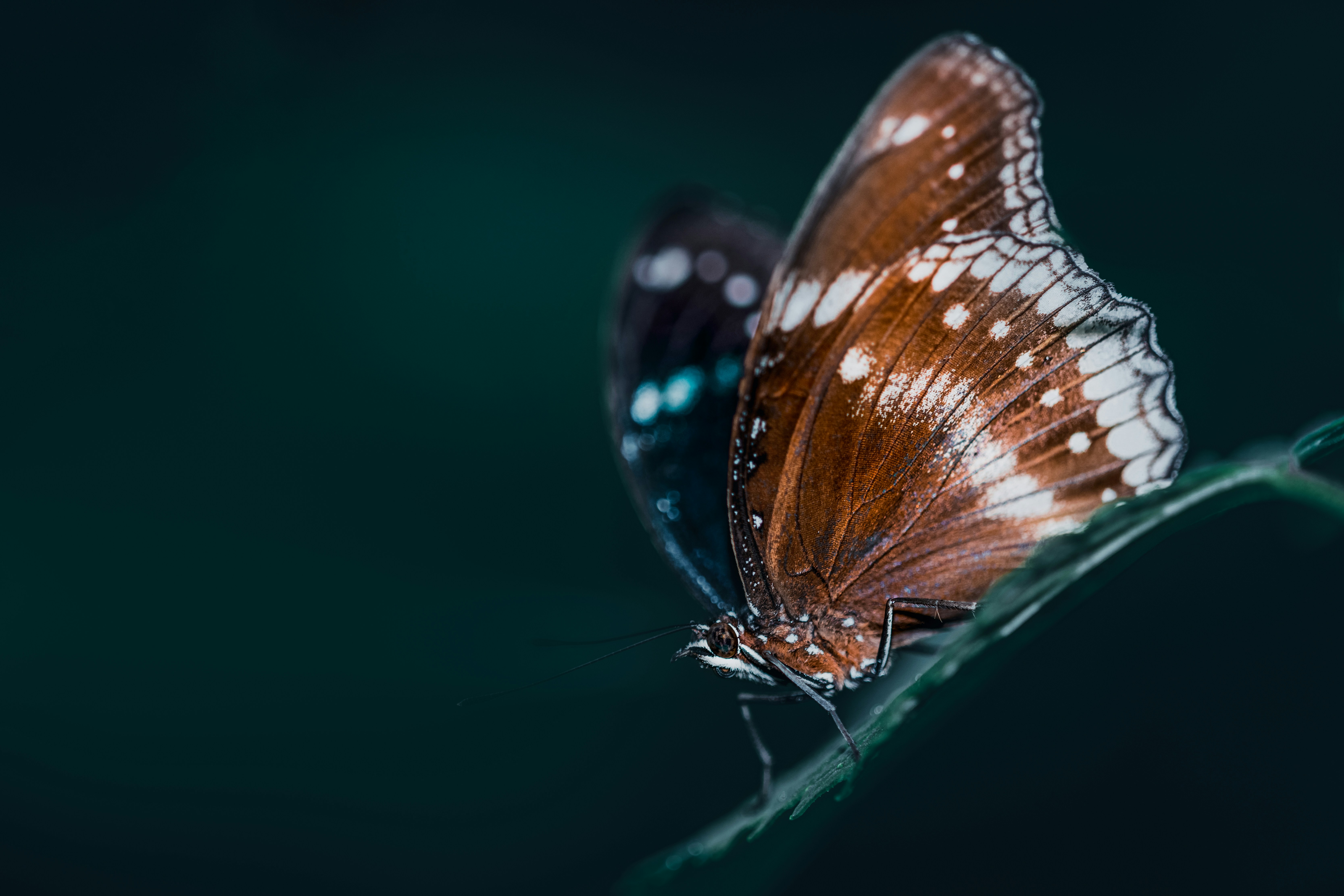 A butterfly on a leaf photo – Free Insect Image on Unsplash