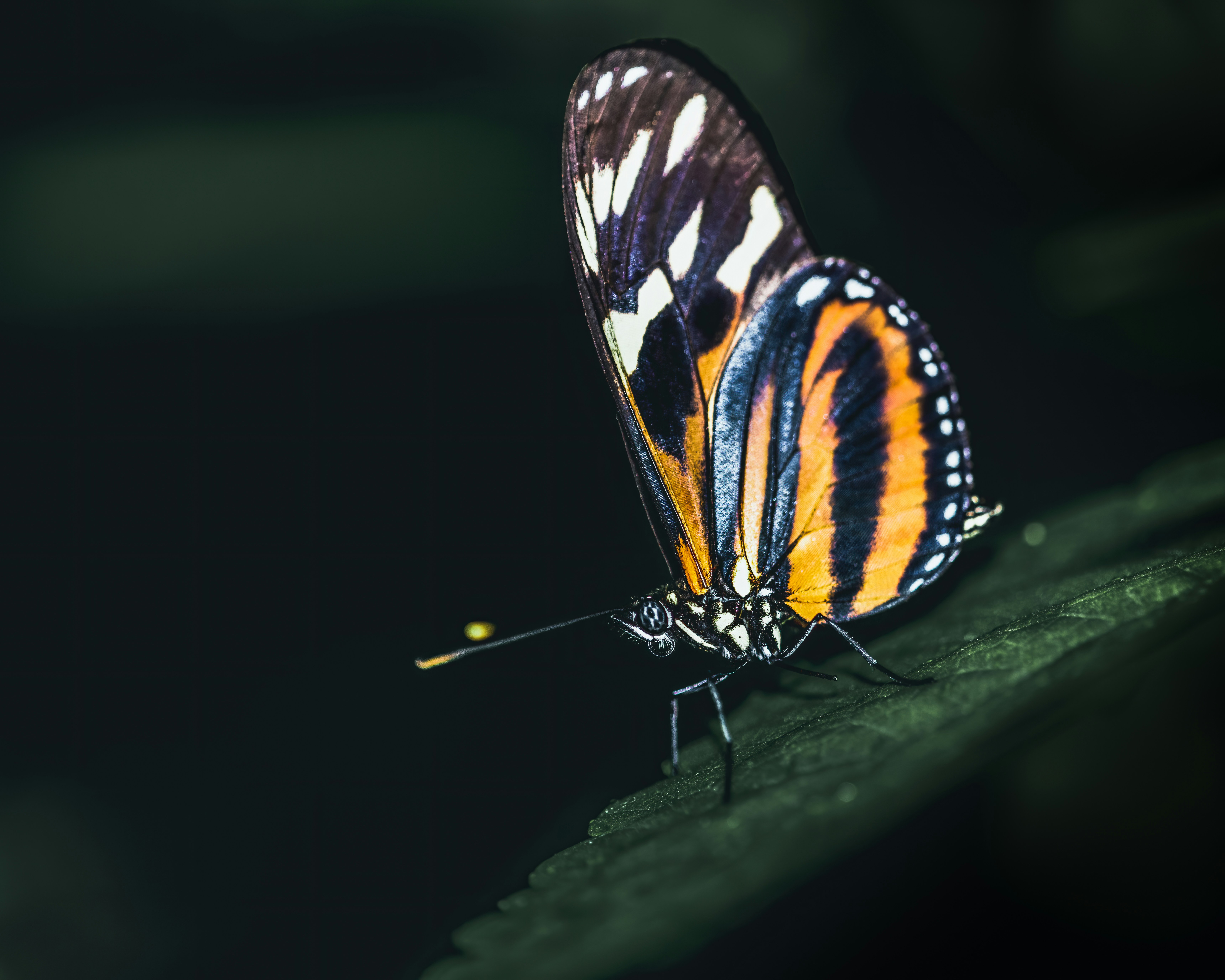 a butterfly on a leaf