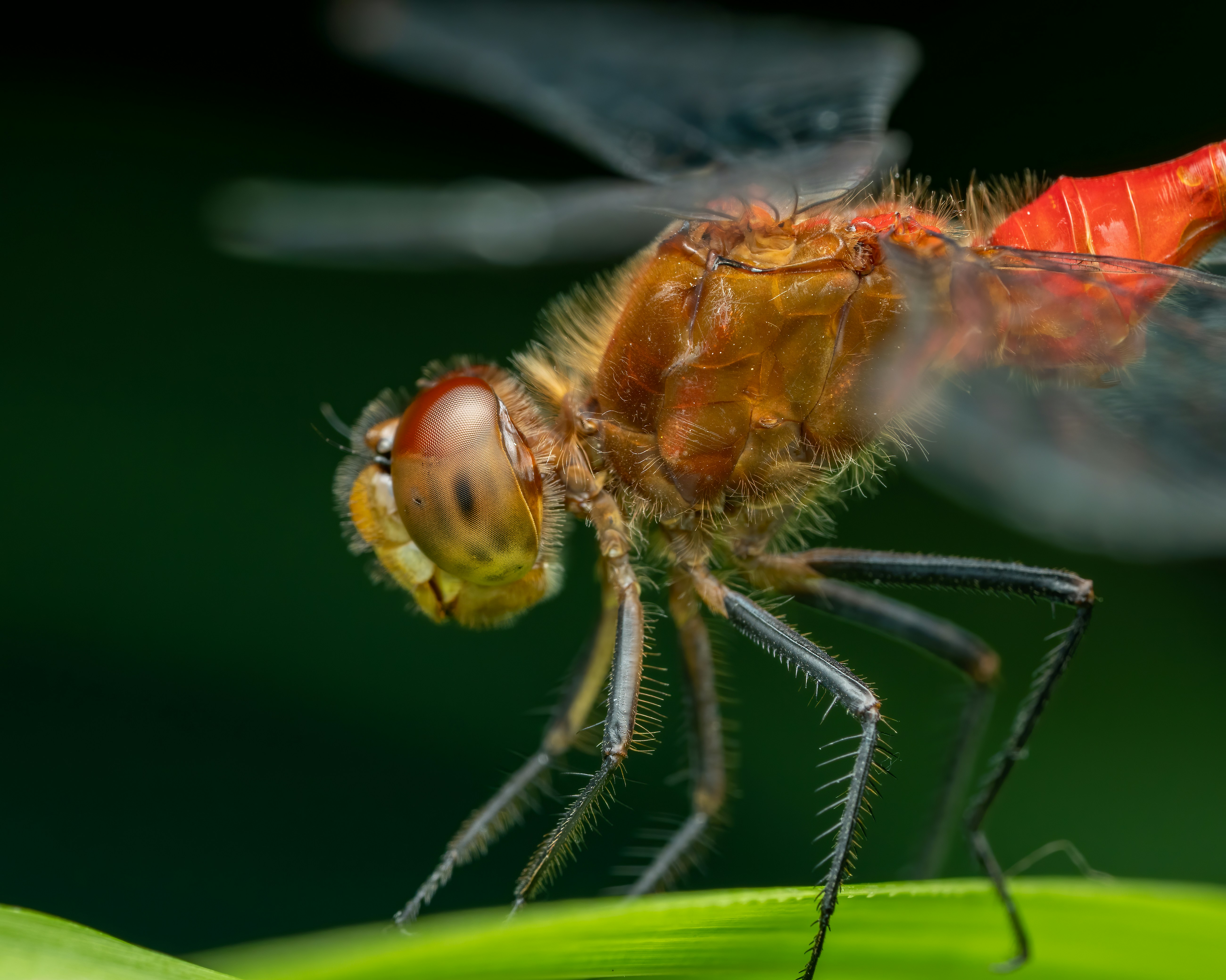Amber-Eyed Dragonfly: A Macro Portrait on a Leaf