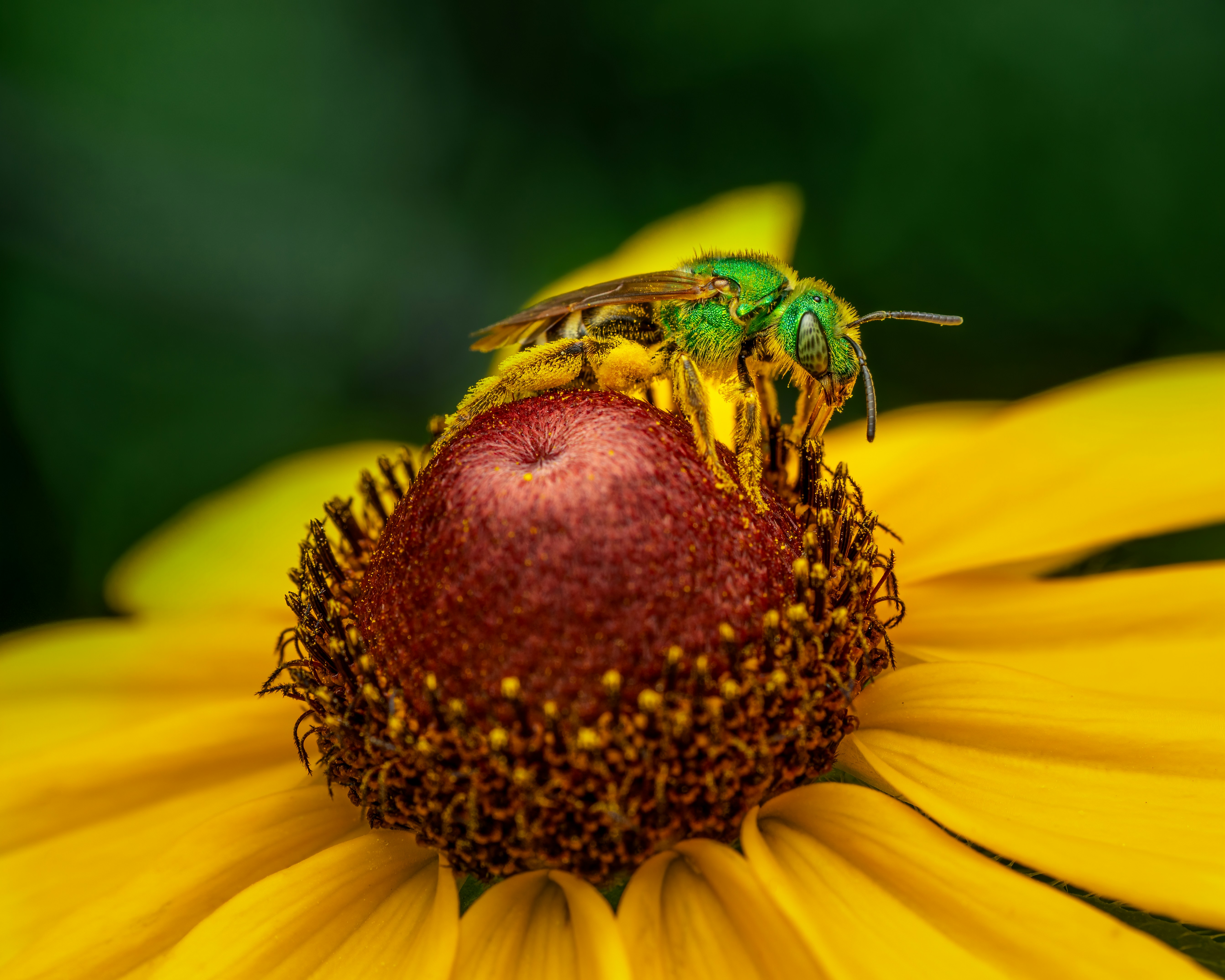 Emerald Sweat Bee on a Sunlit Coneflower: A Macro Portrait