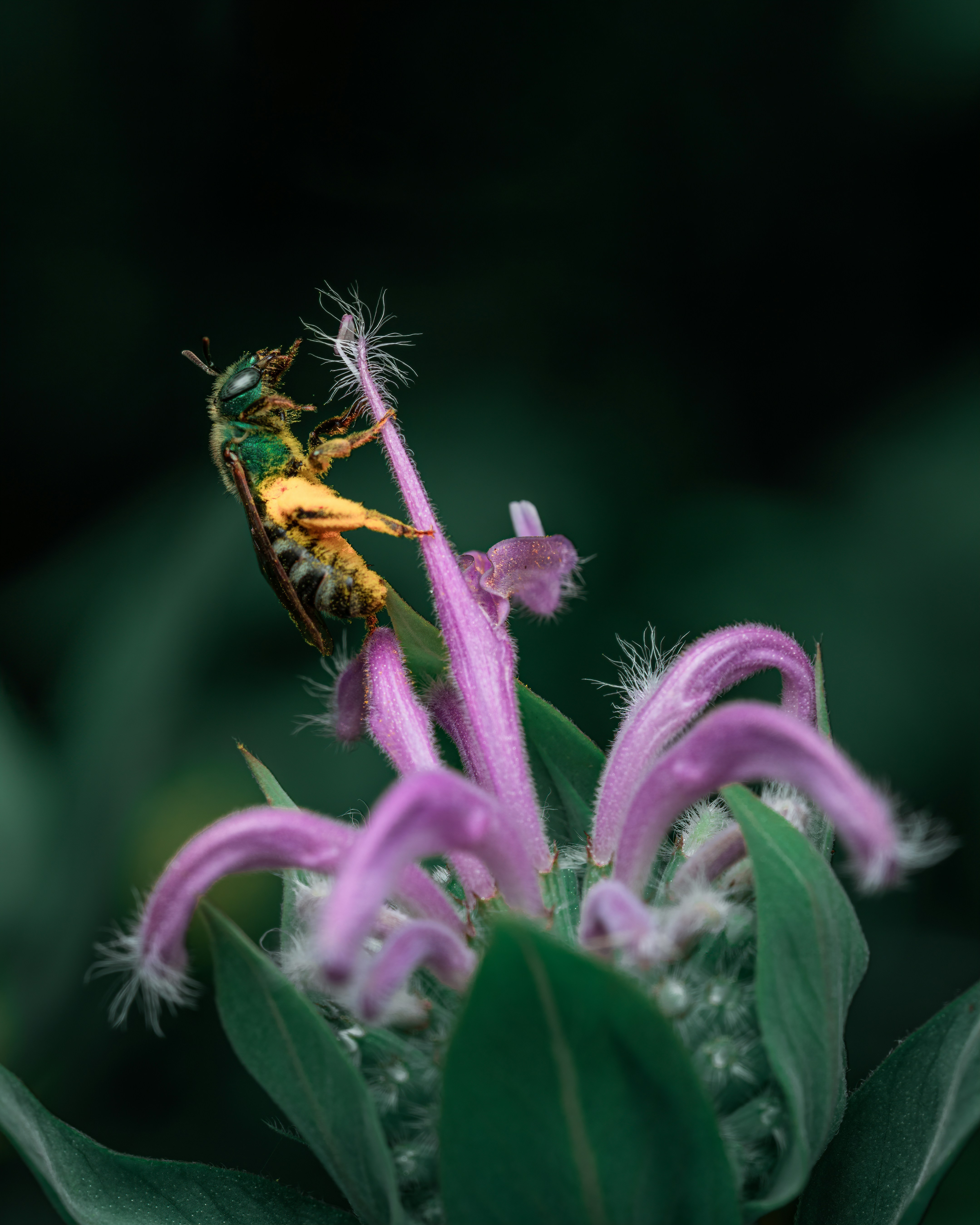 Emerald Jewel Beetle on Velvet Purple Bloom