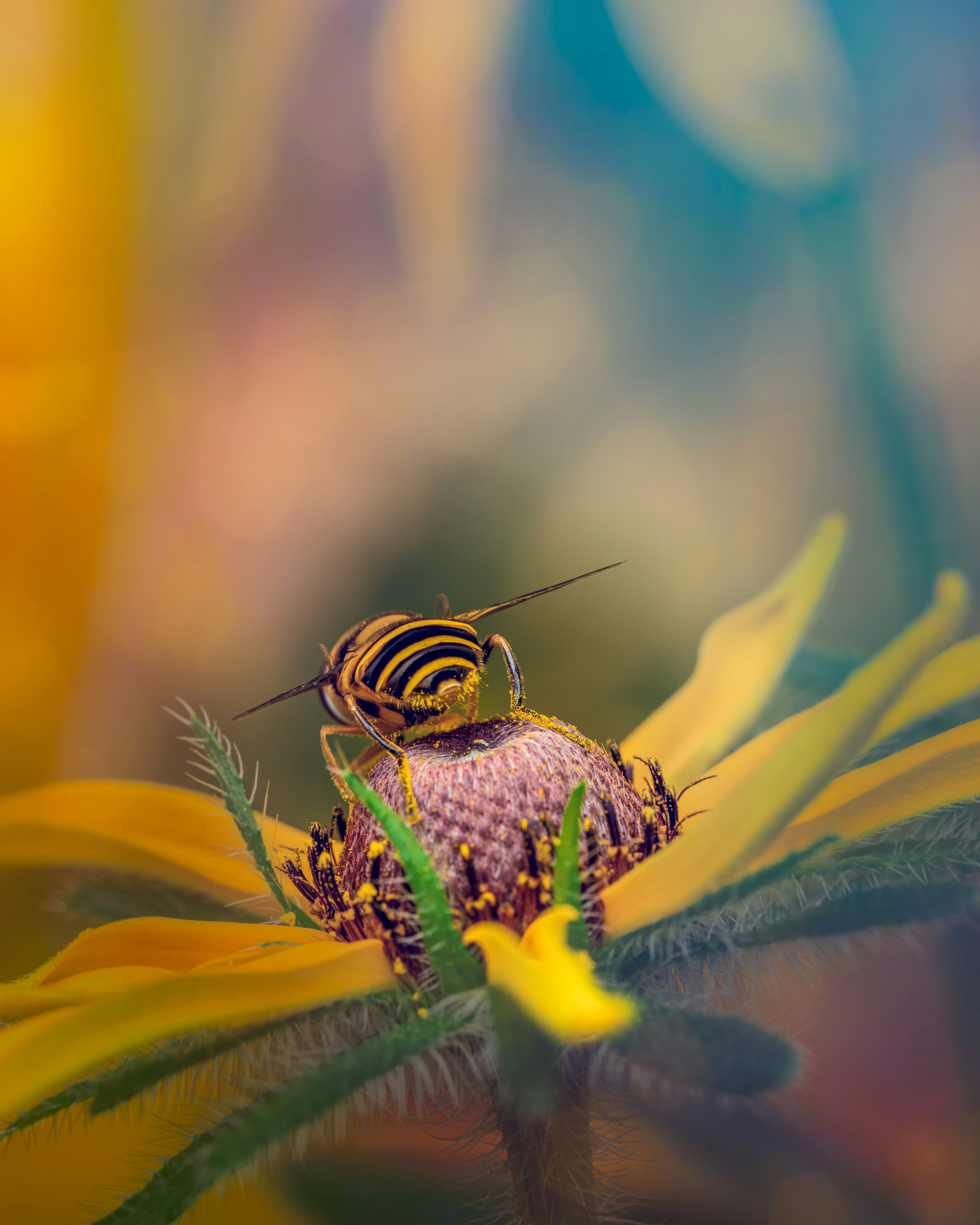 a bee on a flower