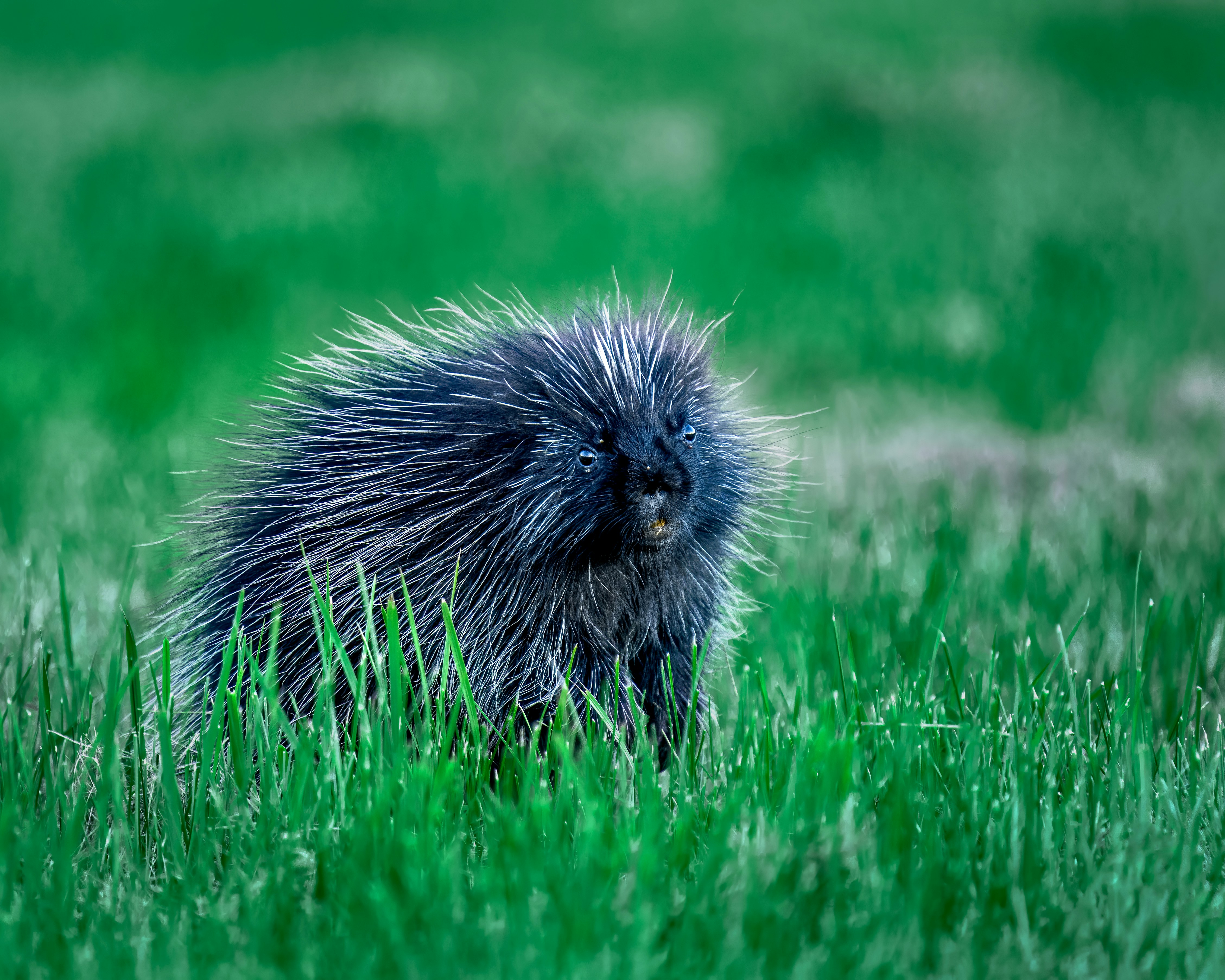 Curious Hedgehog Porcupine in Dewy Meadow