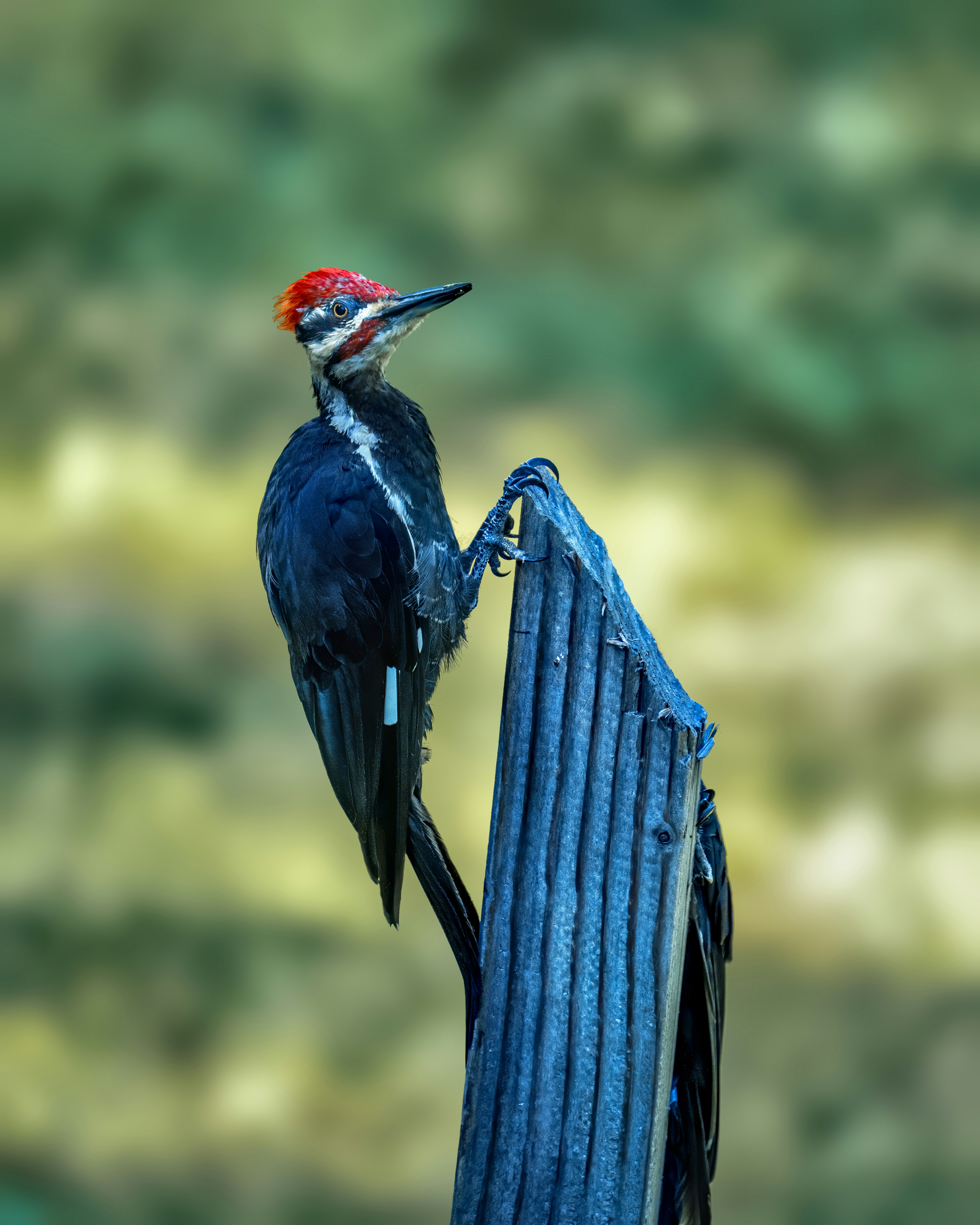 Crimson Crest on a Weathered Post: A Kingfisher's Quiet Vigil