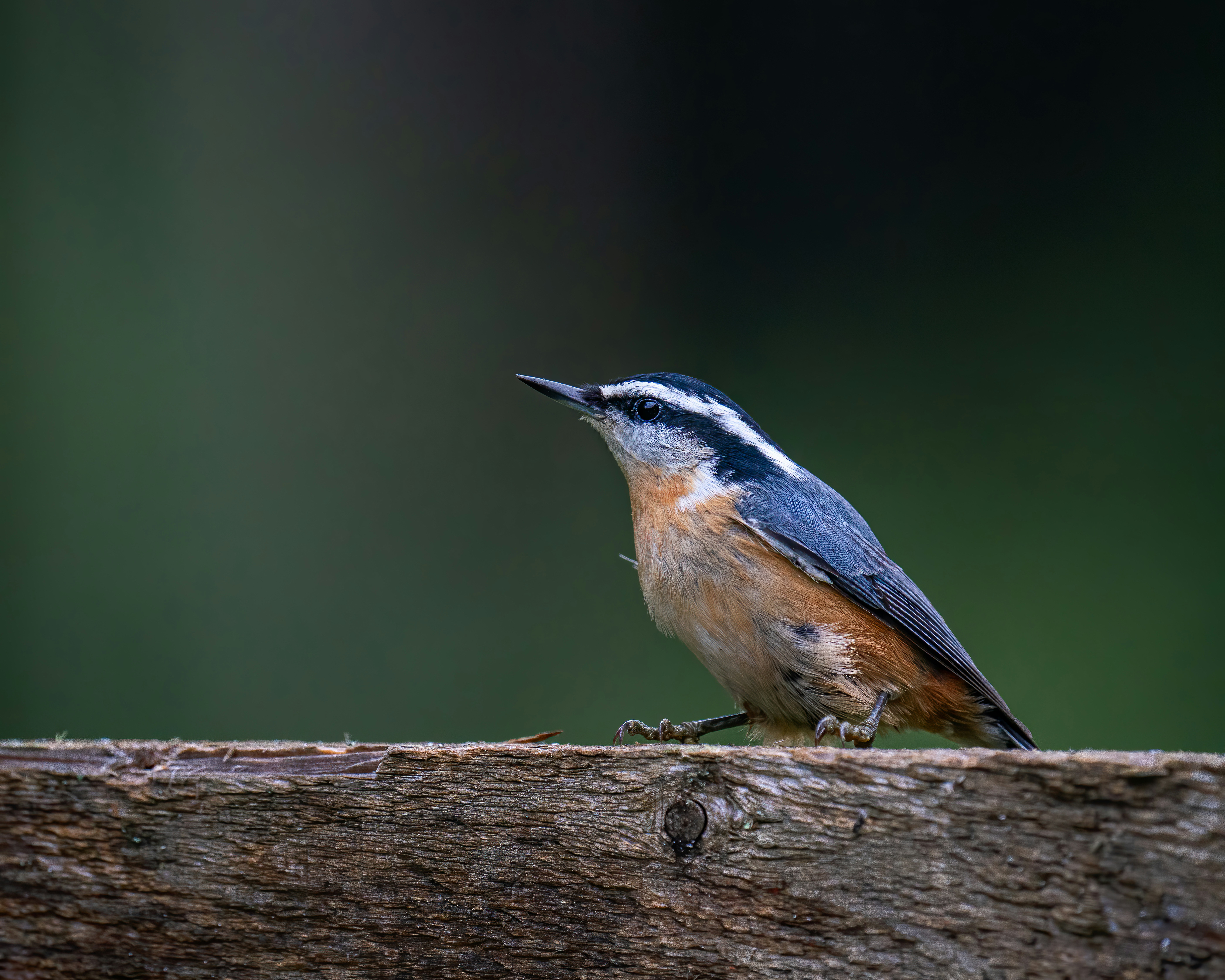 A bird on a log photo – Free Animal Image on Unsplash