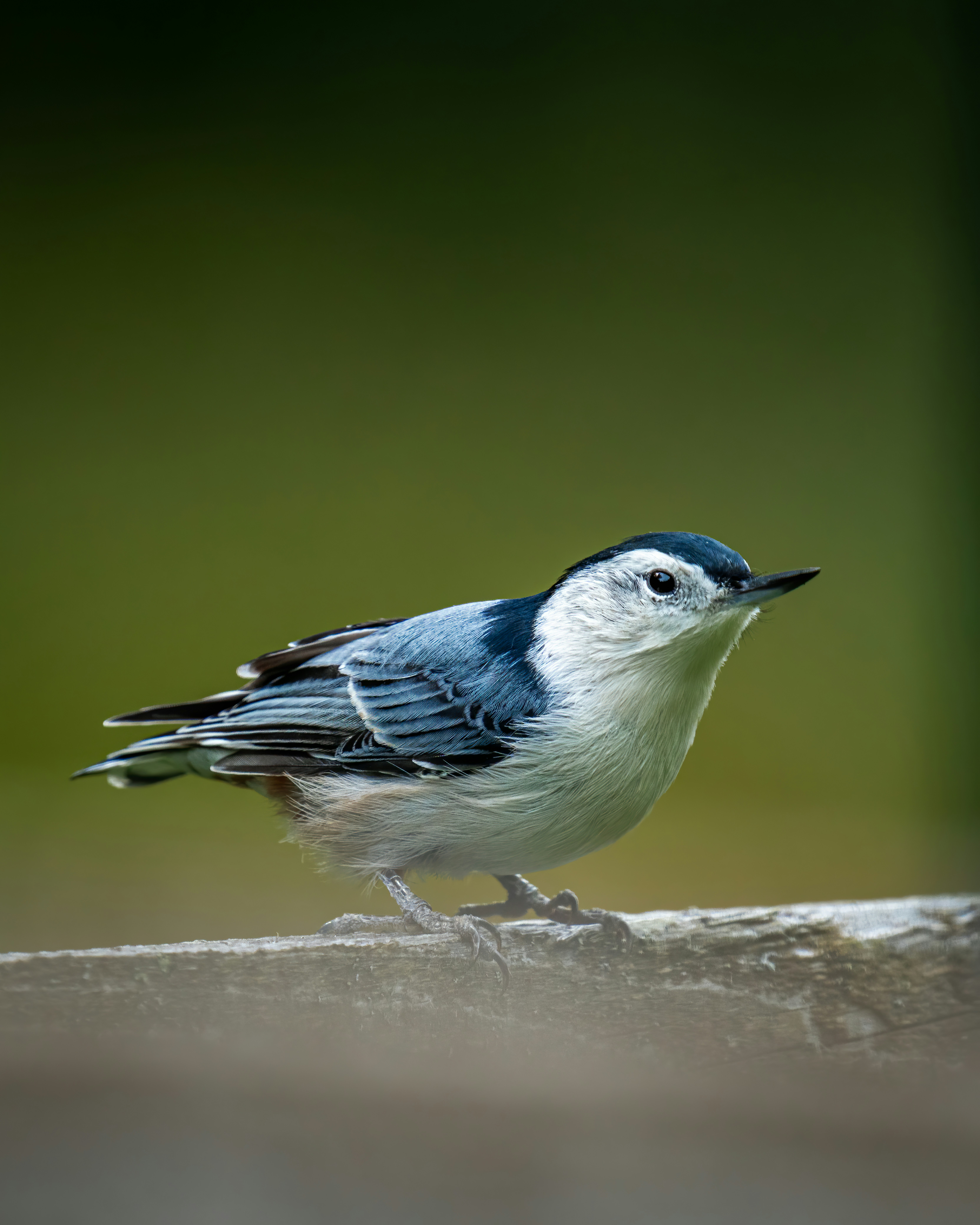 A small bird standing on a rock photo – Free Animal Image on Unsplash