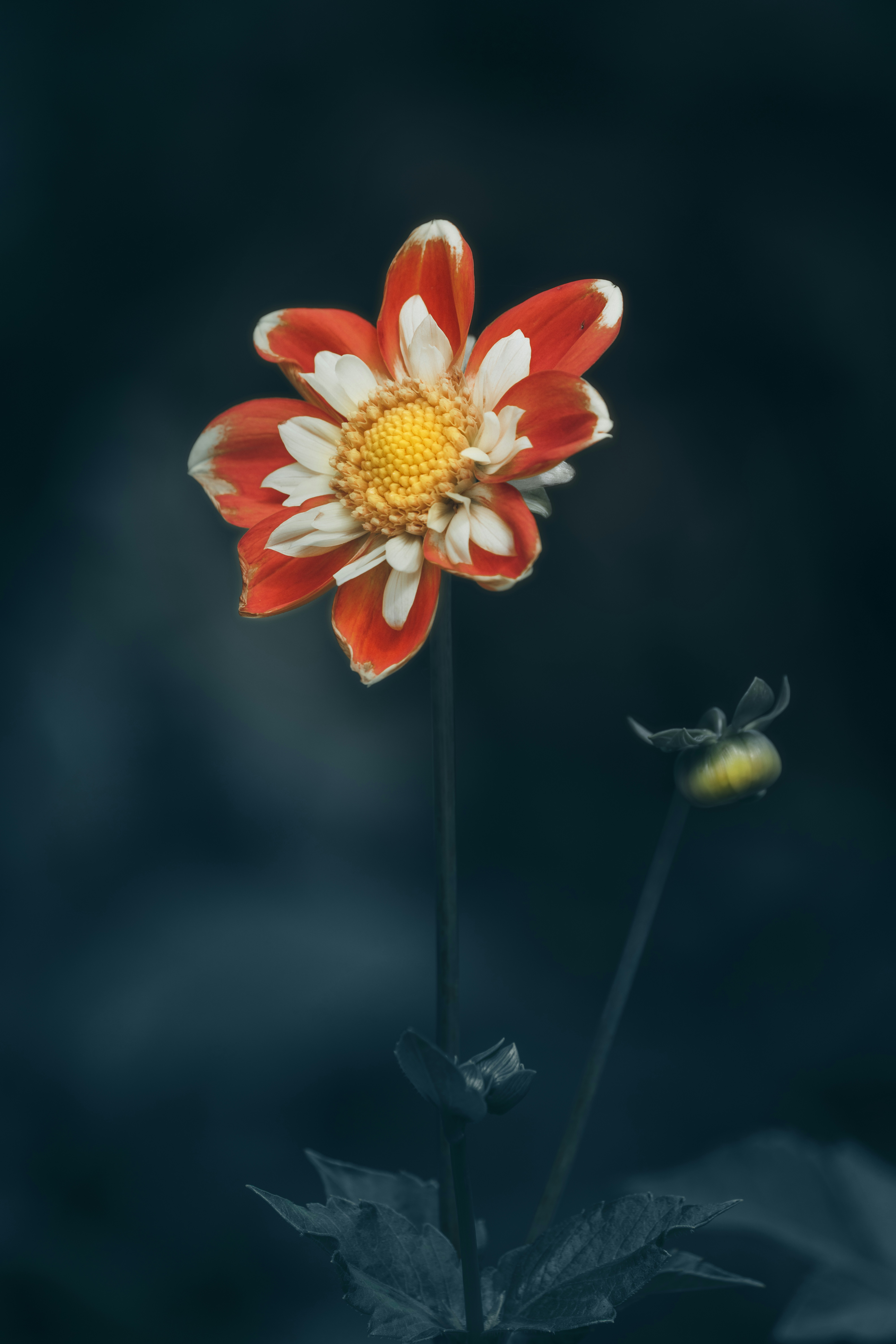 Two-Tone Chrysanthemum Gracefully Emerges Against Velvet Dusk