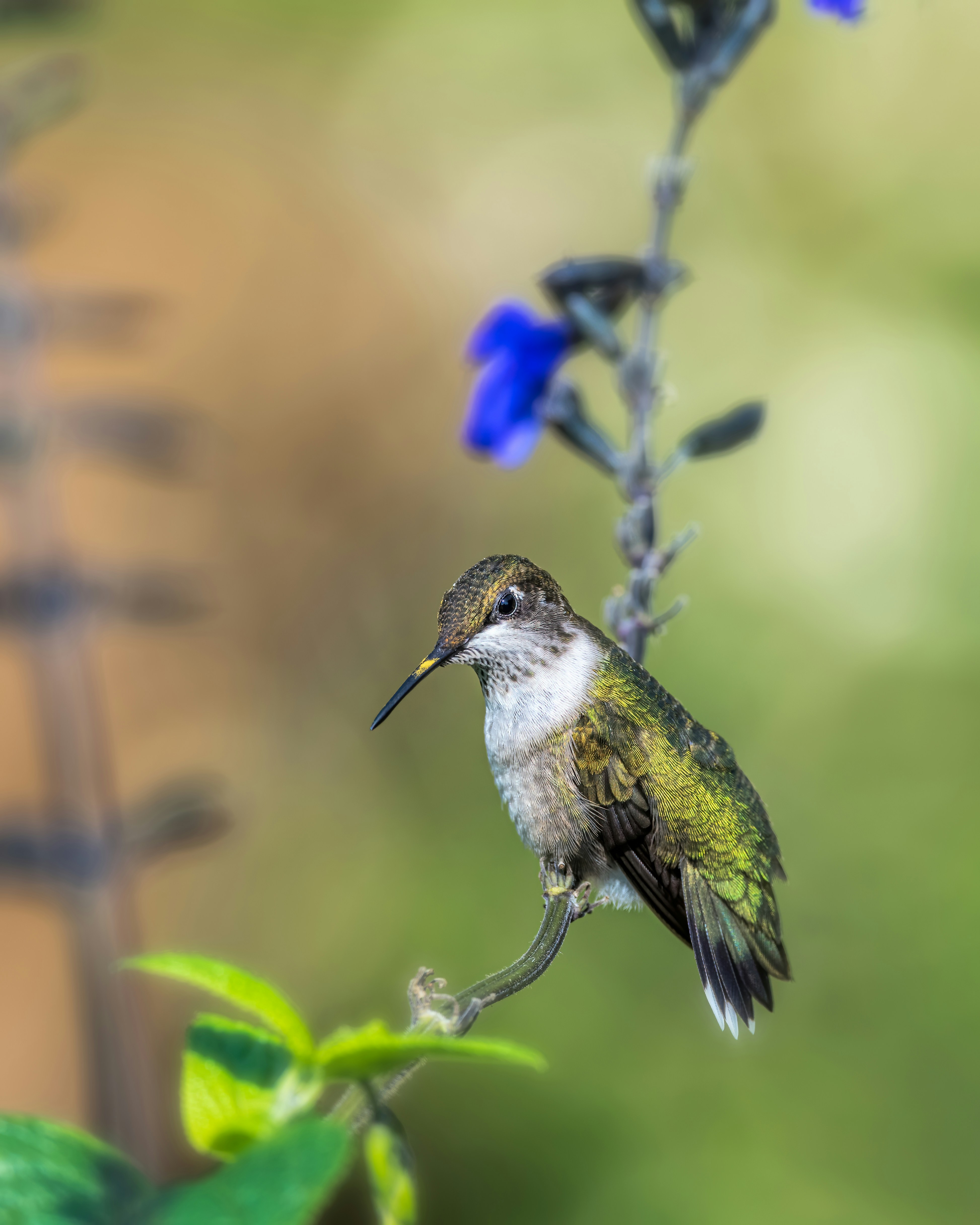 Emerald Hummingbird on Indigo Bloom: a quiet garden portrait with razor detail