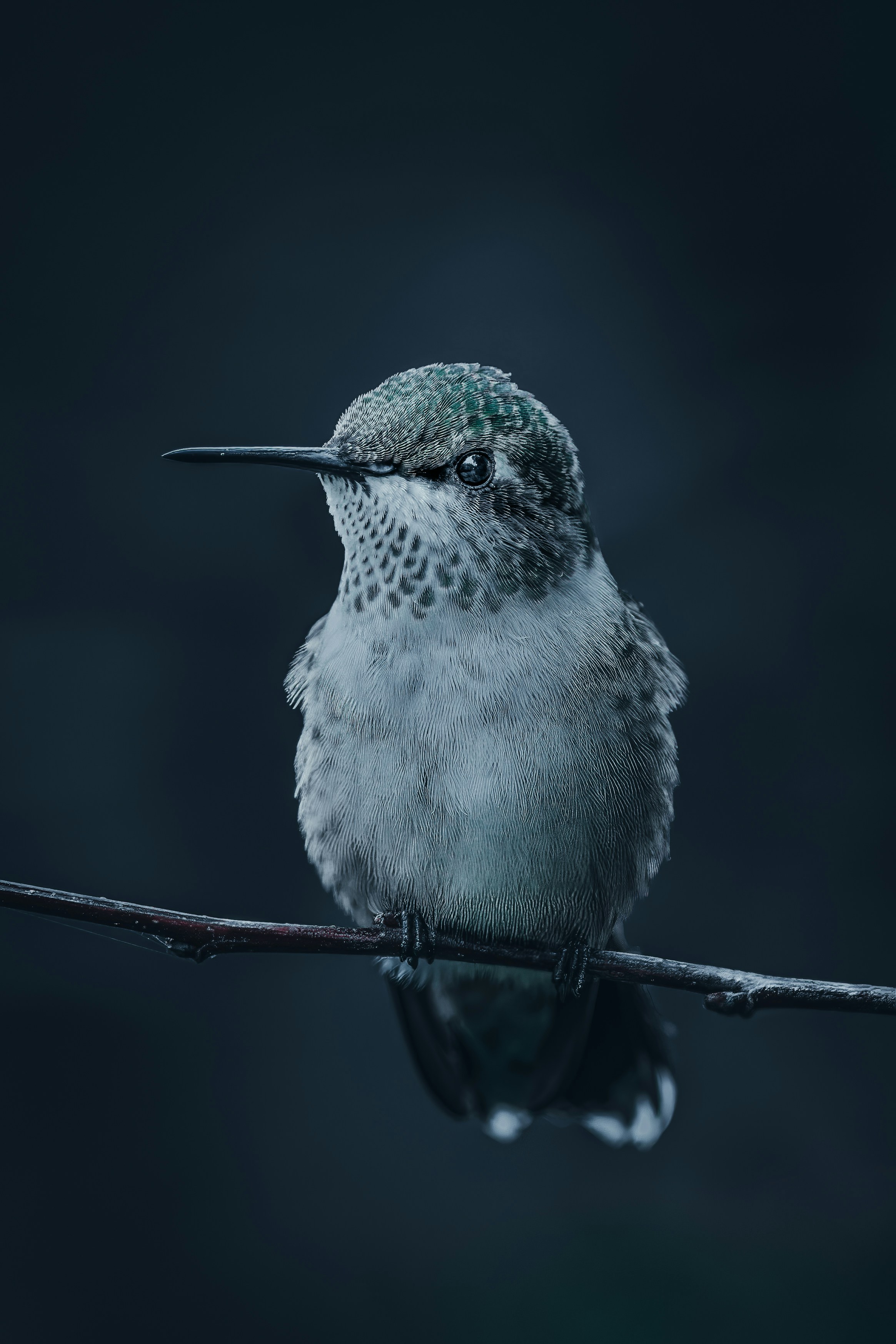 a bird on a branch