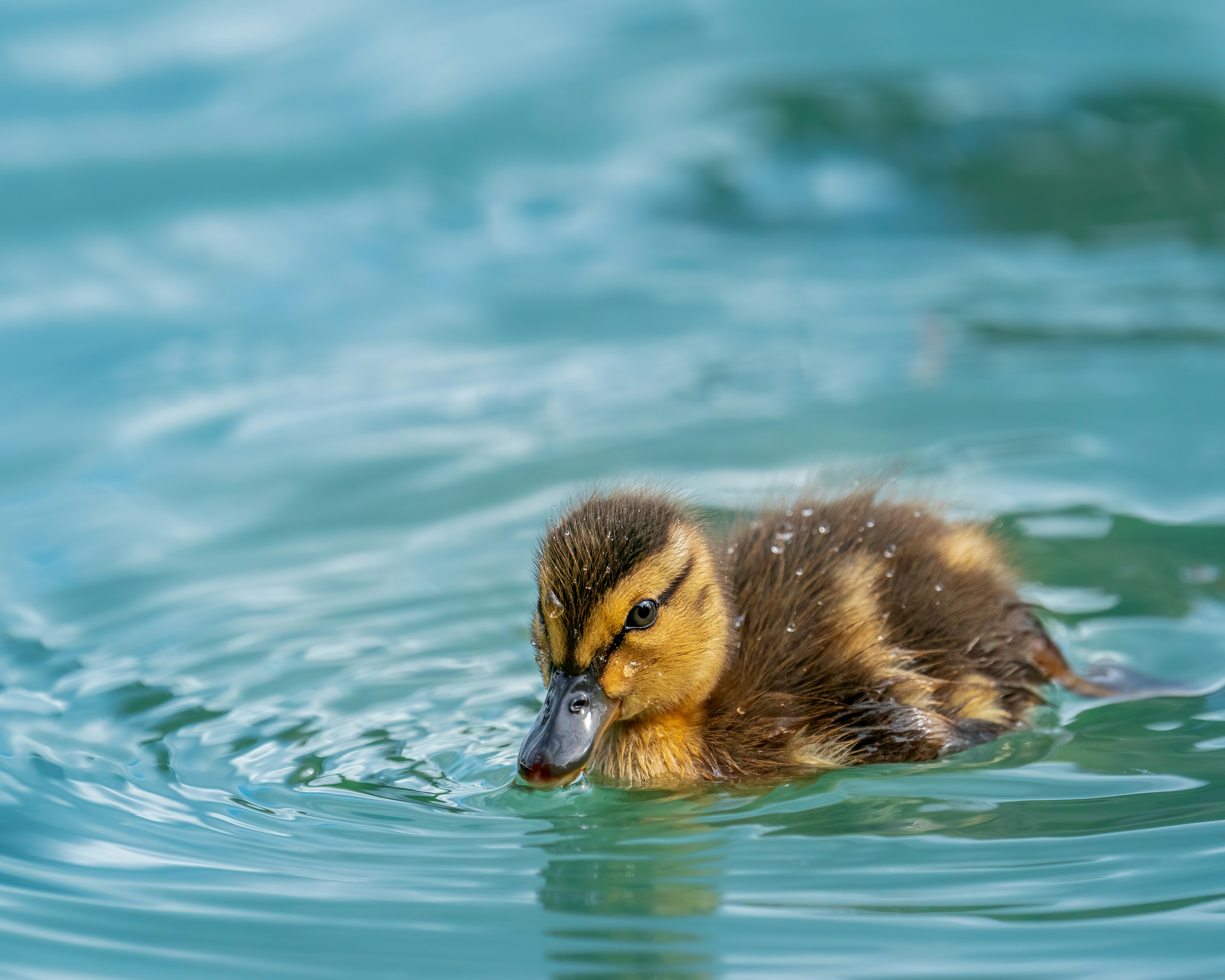 A young duckling glides gracefully across a shimmering blue pond, creating delicate ripples in the water.
