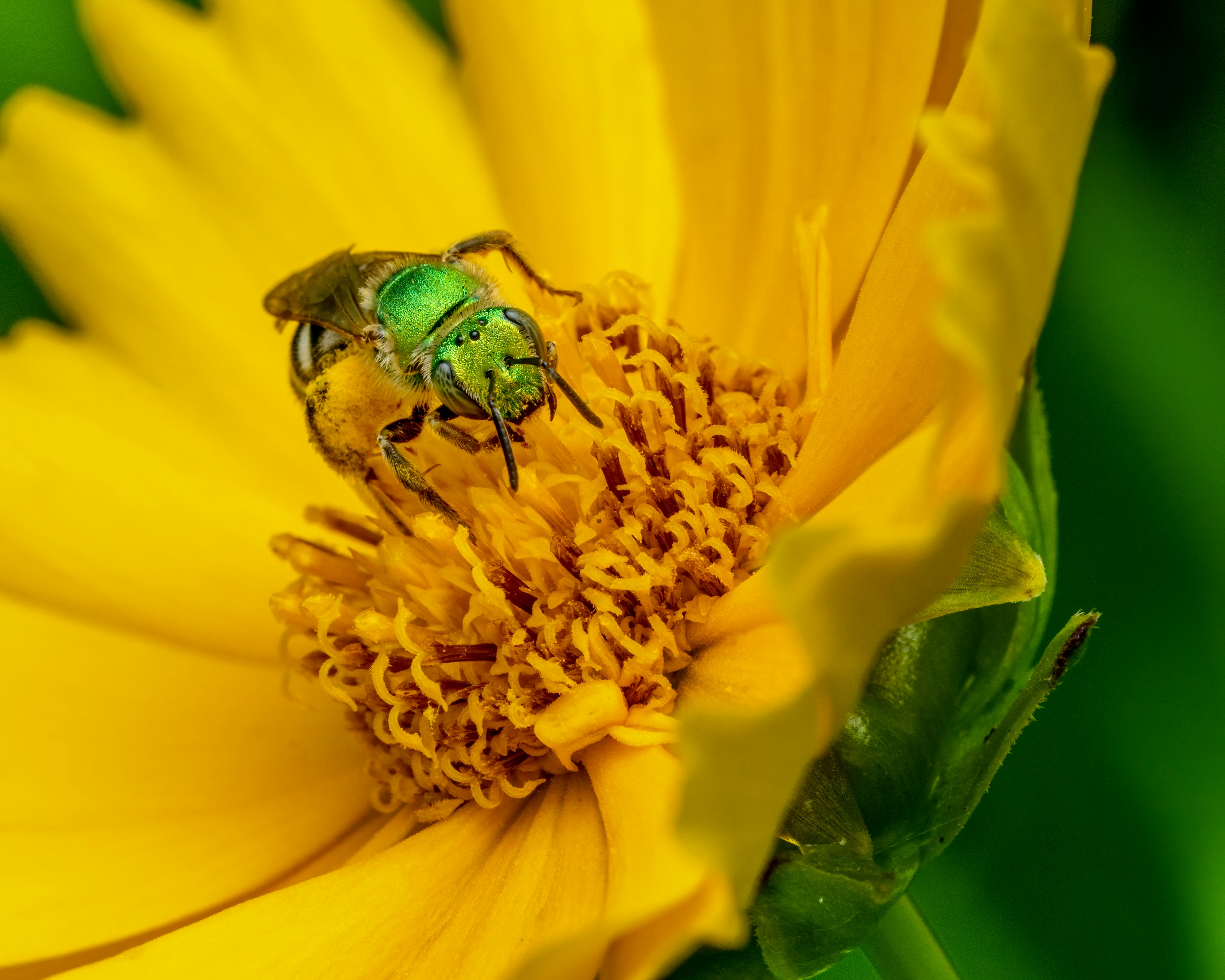 Emerald Beetle on a Sunflower's Golden Heart