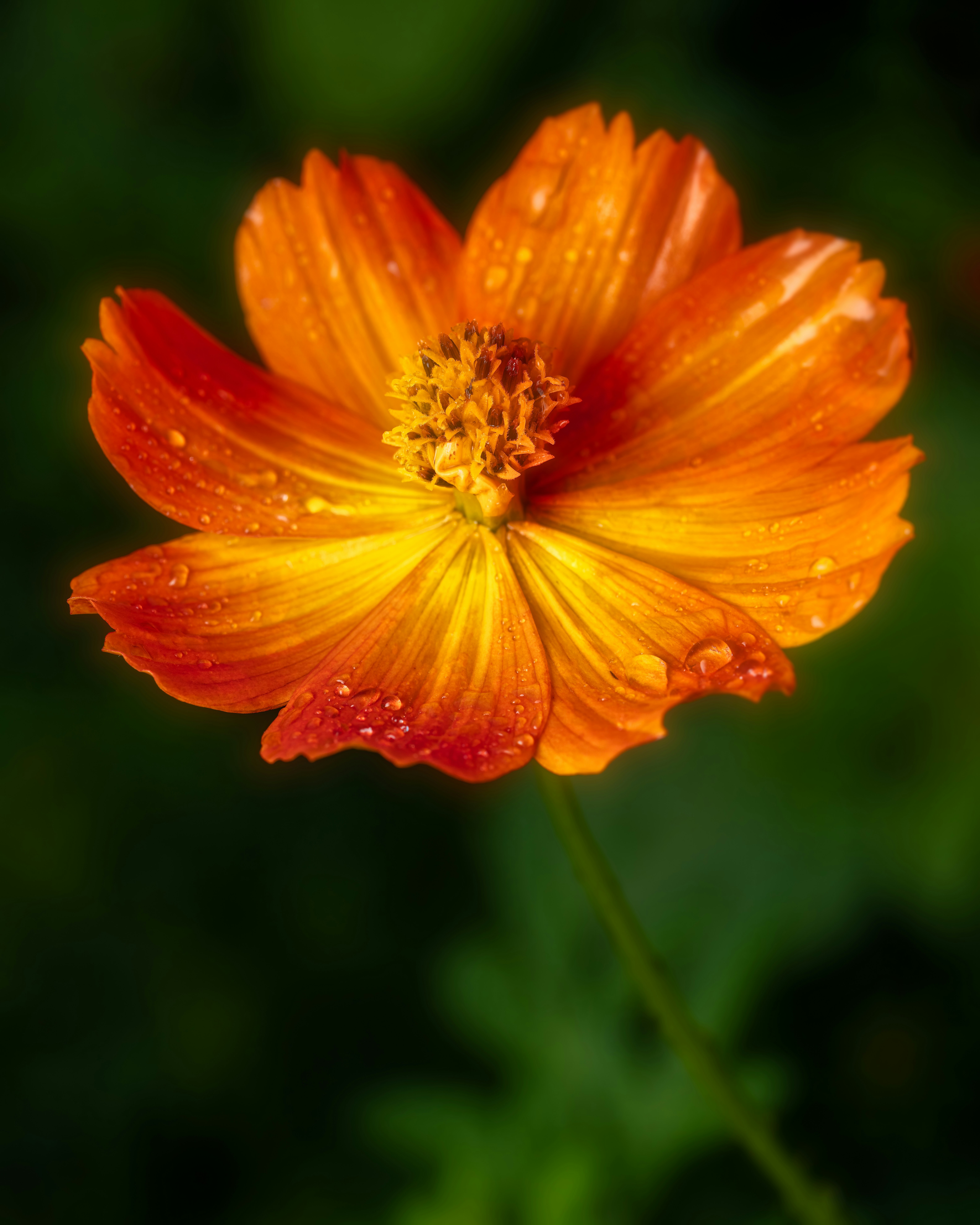 A close up of a flower photo – Free Pollen Image on Unsplash