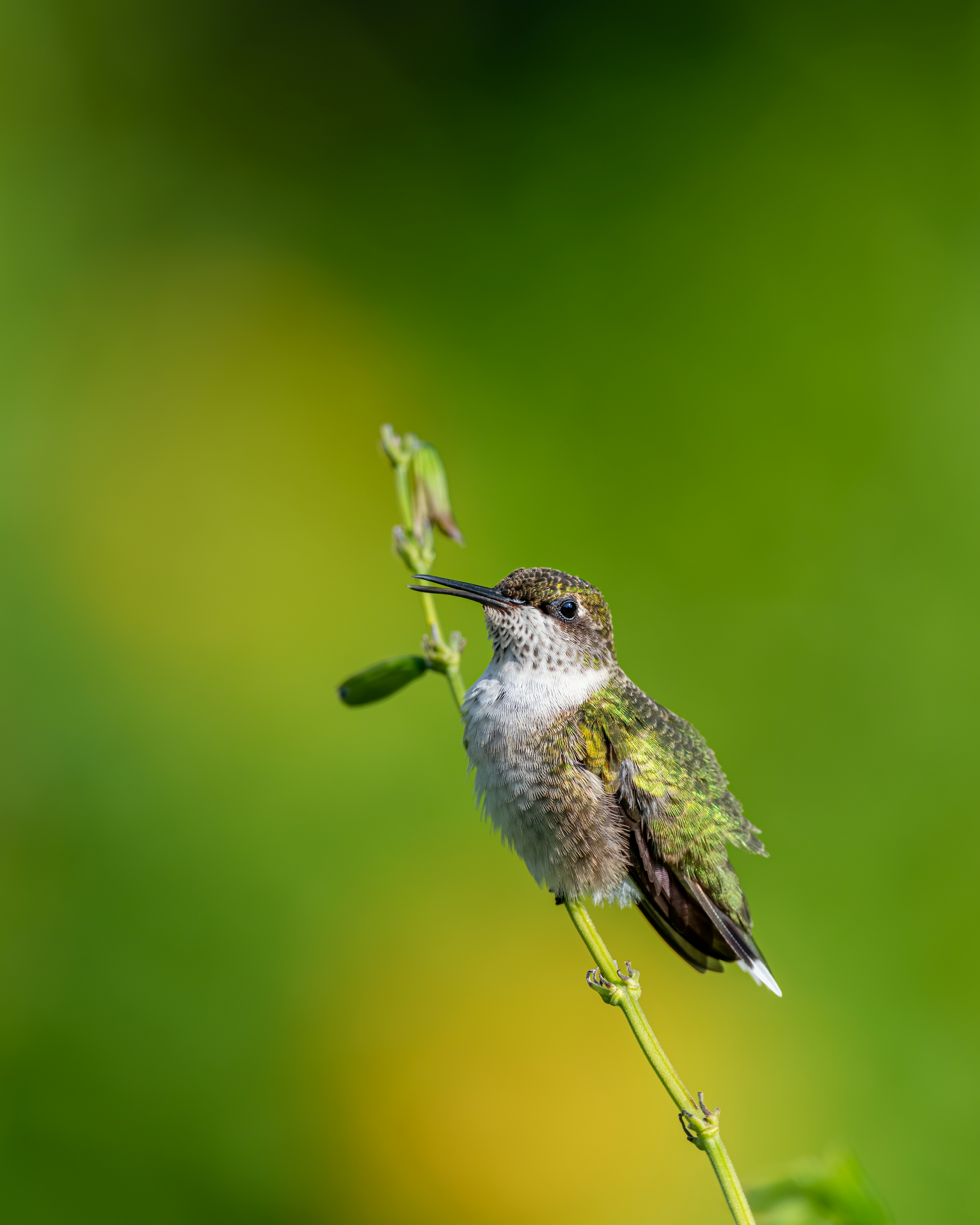 A vibrant hummingbird perches delicately on a slender branch, surrounded by a soft, blurred background of greens and yellows.