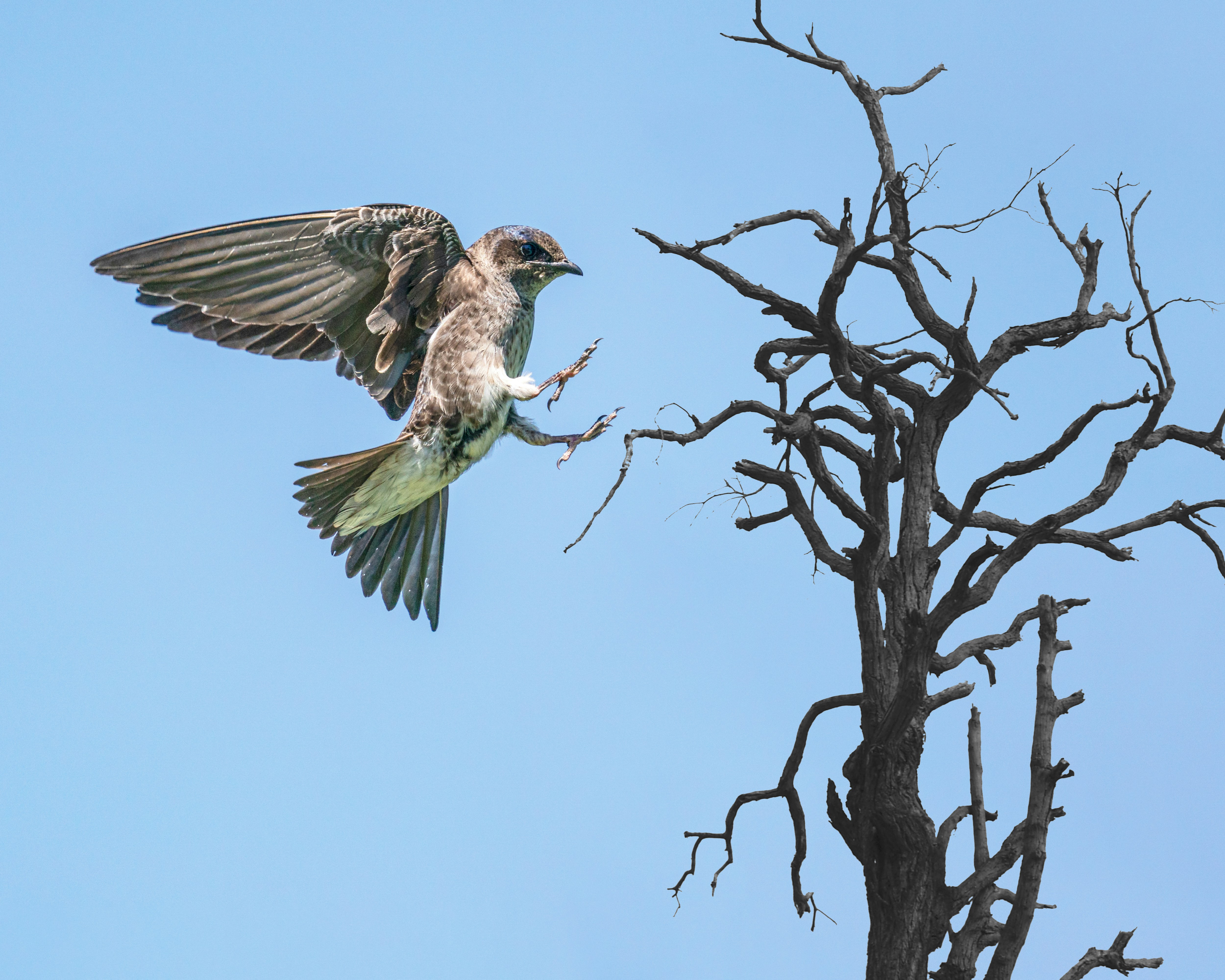 Wingbeat Refuge: A Bird in Freefall Against a Bare Branch silhouette