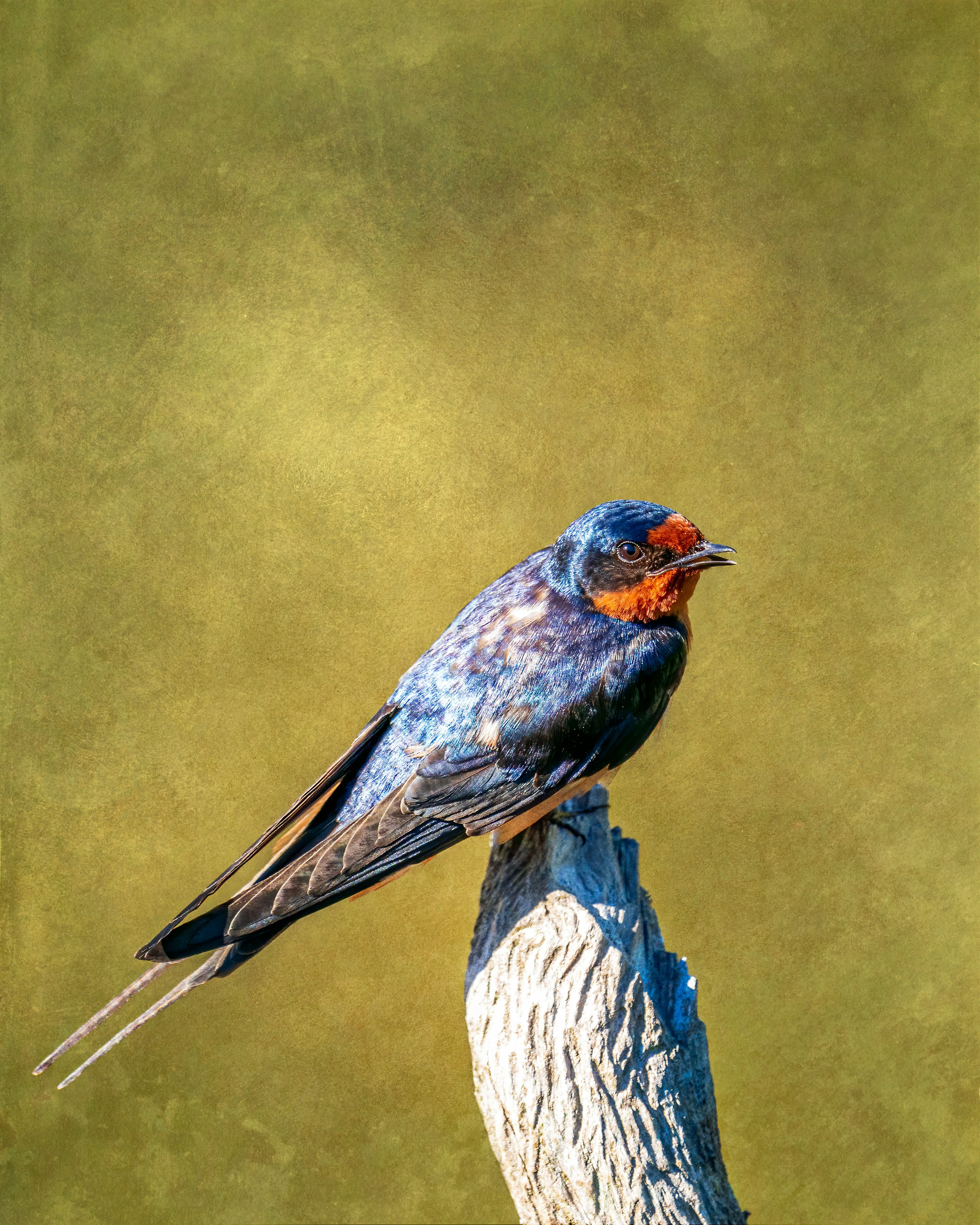 Vibrant swallow perched on a weathered branch, showcasing its striking plumage against a soft, muted background.