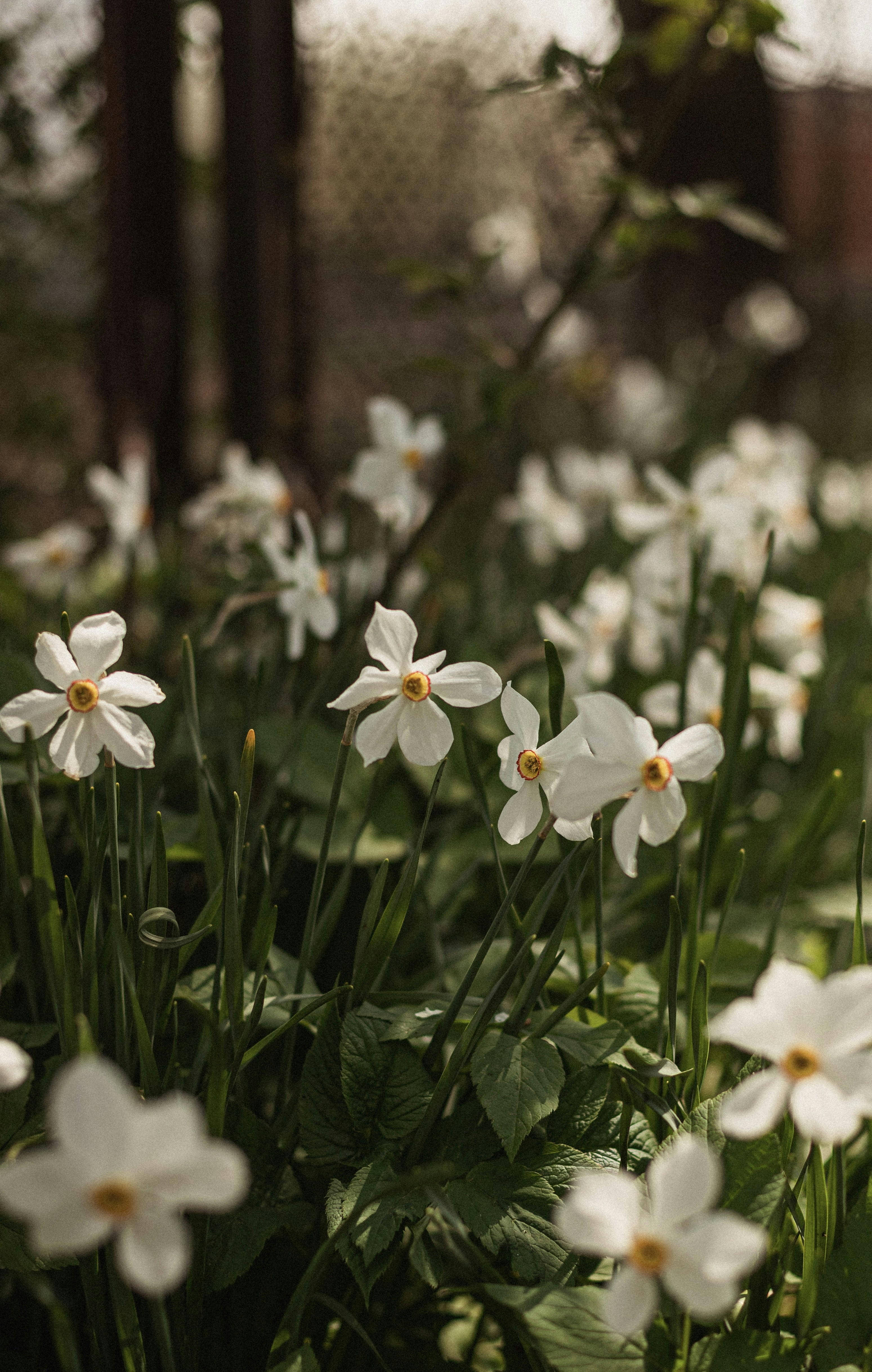 Whispers of Spring: White Narcissus in a Quiet Garden